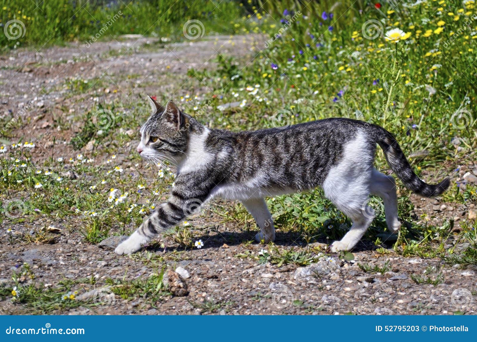 Chat Marchant Dans La Nature Image stock - Image du jour, zone: 52795203