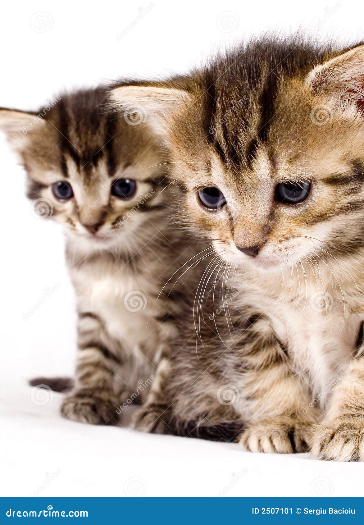 Chat mignon image stock. Image du race, chatons, curieux - 2507101