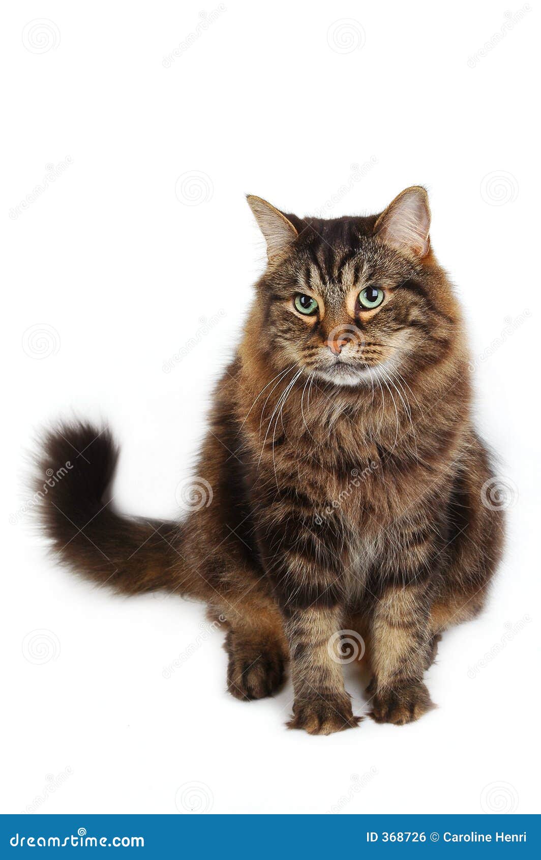 Chat mignon photo stock. Image du animal, chats, chat, nature - 368726