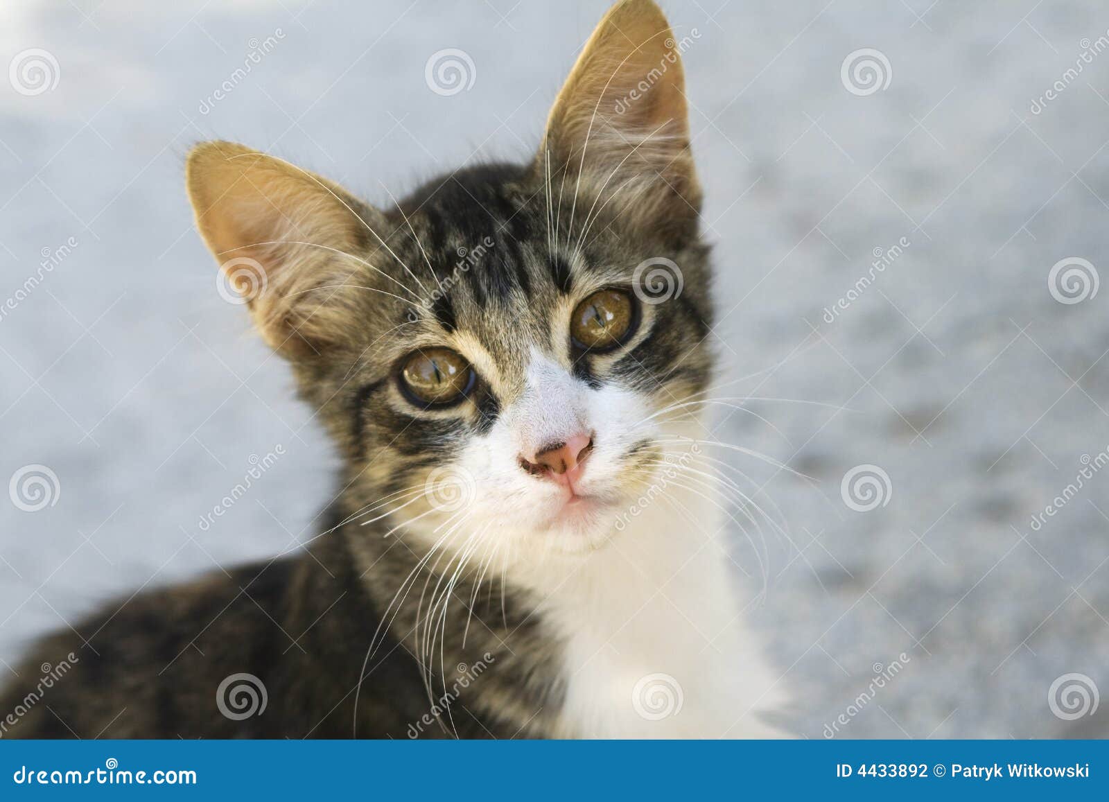 Chat mignon photo stock. Image du mammifère, chat, beauté - 4433892