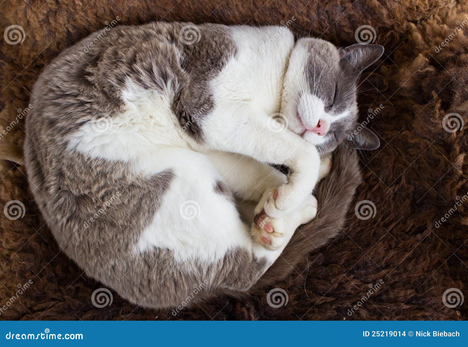 Chat Mignon Dormant Sur Des Laines Photo stock - Image du animal ...
