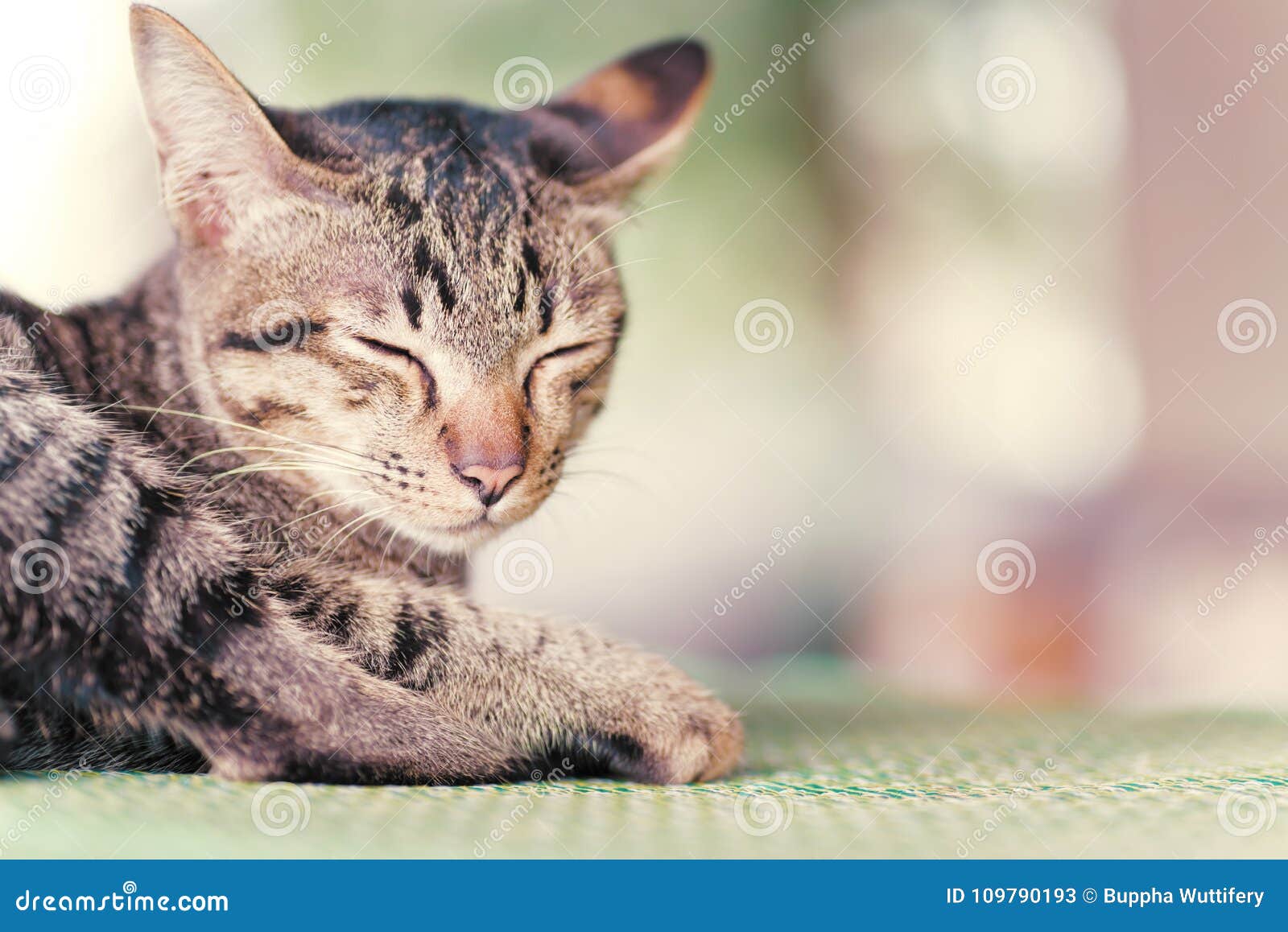 Chat Mignon Dormant Sur Le Tapis Image stock - Image of rayé, animal ...