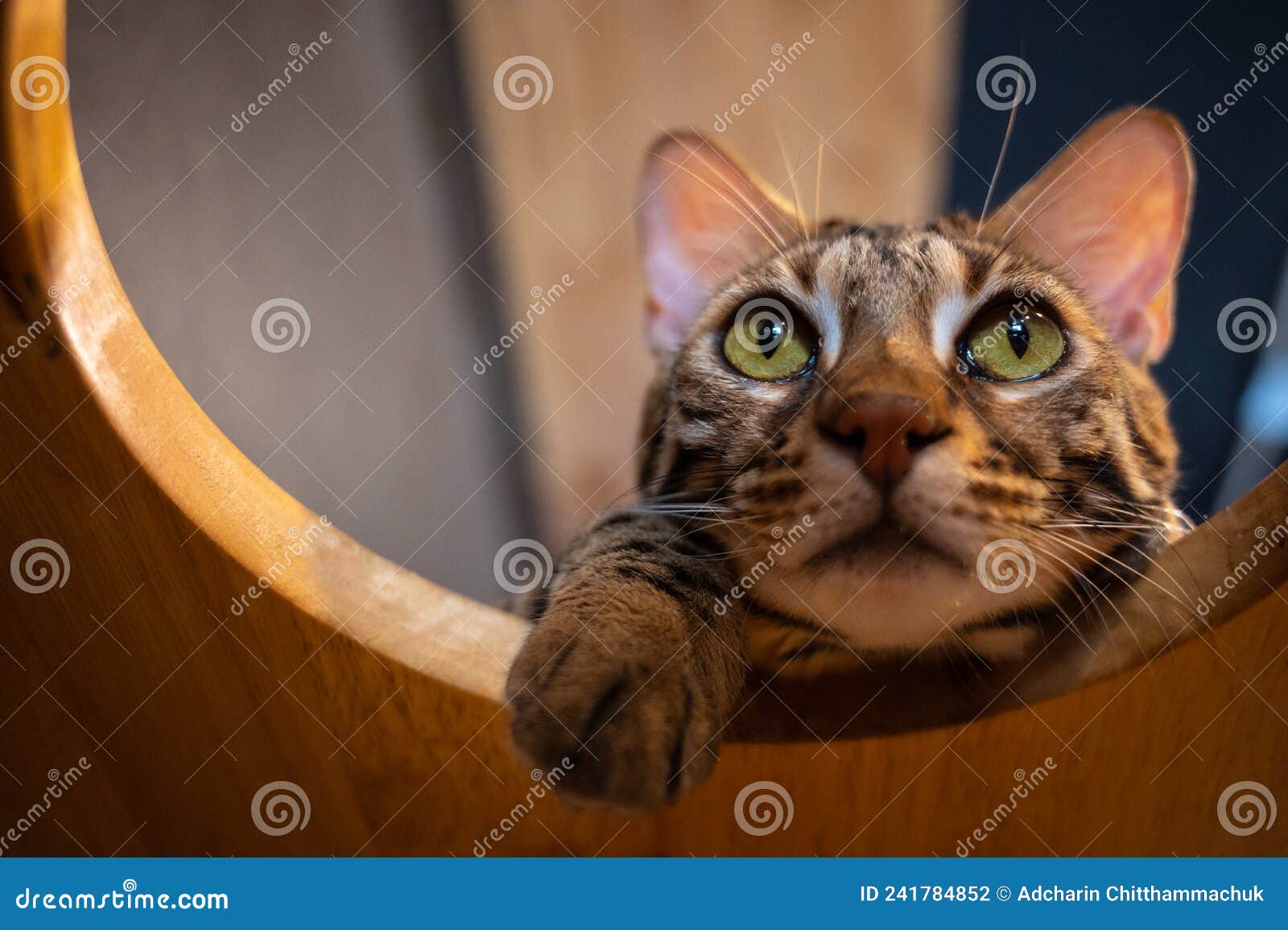 Chat mignon seul se repose photo stock. Image du seul - 241784852