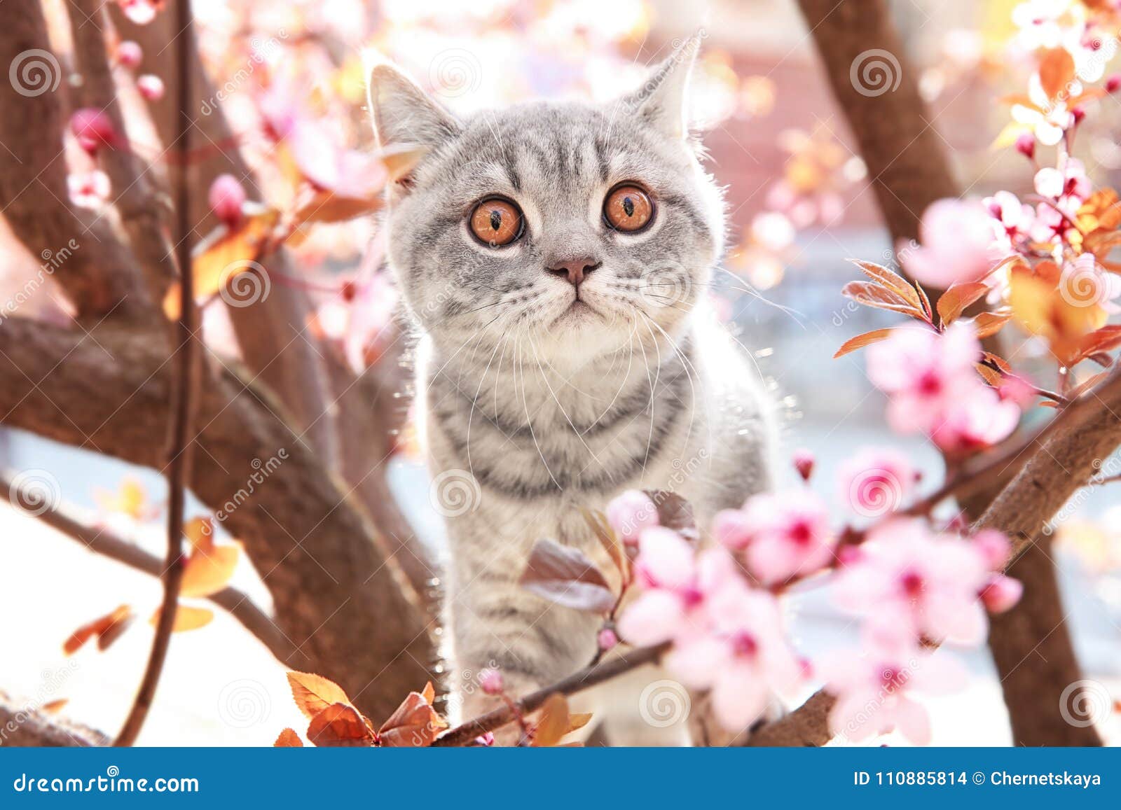 Chat Mignon Sur L'arbre De Floraison Photo stock - Image du actif ...