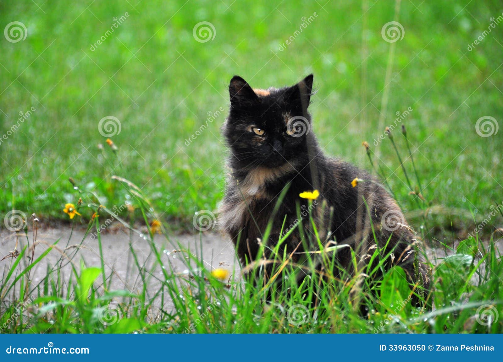 Chat multicolore photo stock. Image du adulte, affamé - 33963050