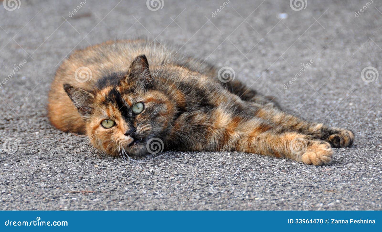 Chat multicolore photo stock. Image du couche, masque - 33964470