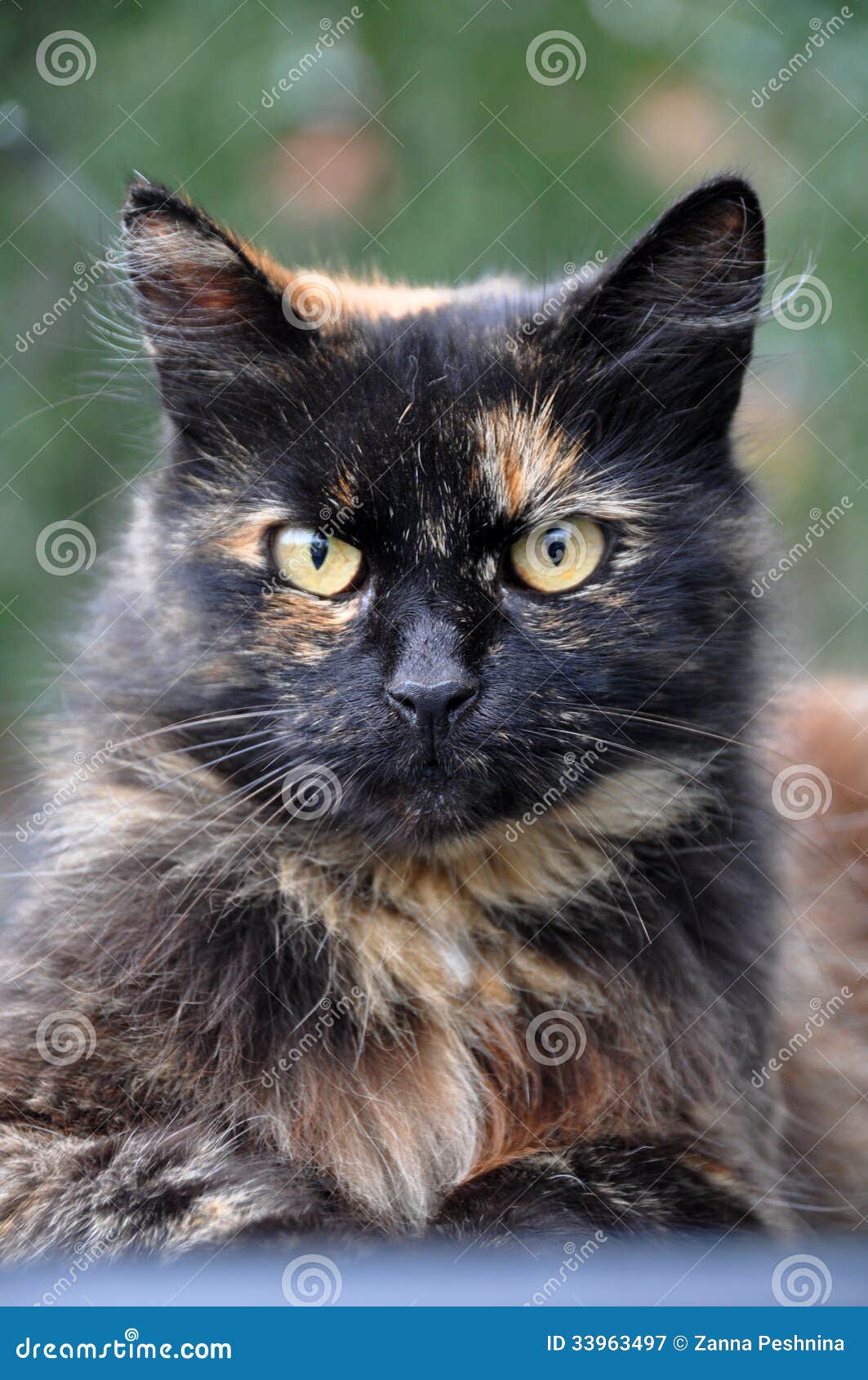 Chat Multicolore Sur La Voiture Image stock - Image du pieds, mensonge ...