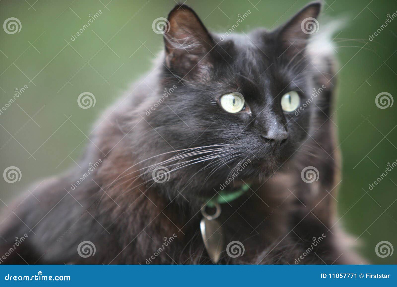 Chat noir image stock. Image du visage, masculin, favori - 11057771