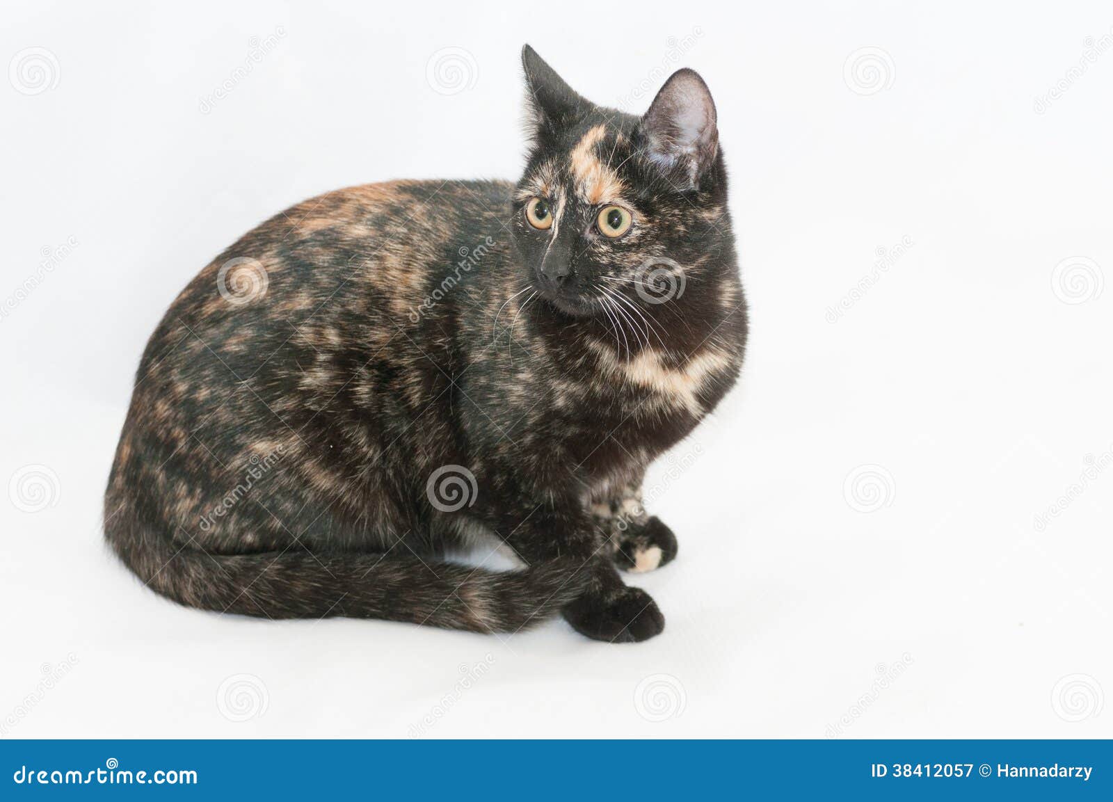 Chat Noir Avec Les Taches Rouges Regardant Loin Image stock - Image du ...