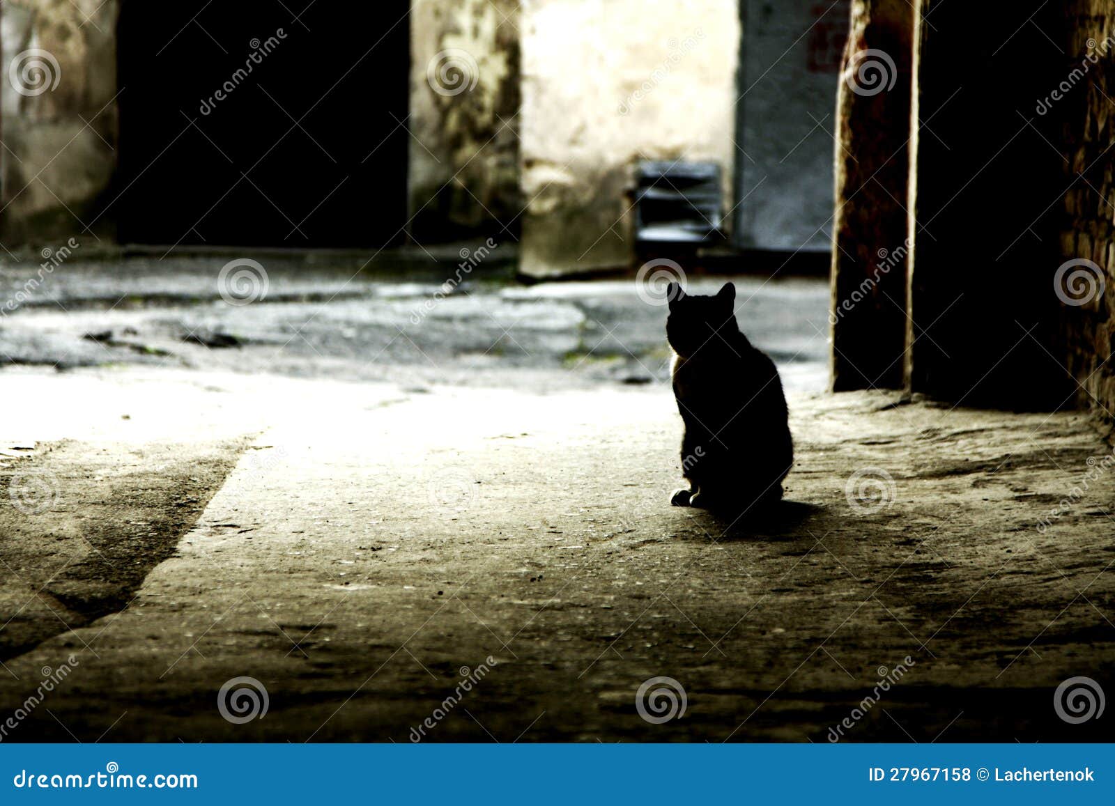 Chat noir dans la ruelle photo stock. Image du saleté - 27967158