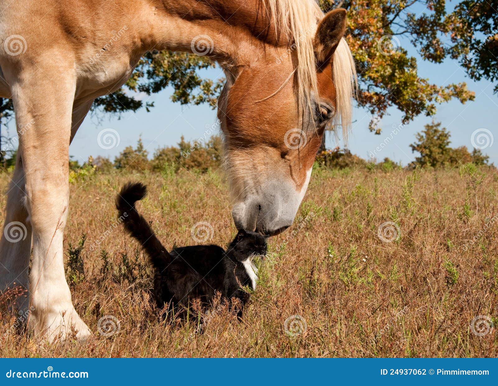 Chat Noir Et Blanc Et Son Ami, Cheval Belge Photographie stock - Image ...