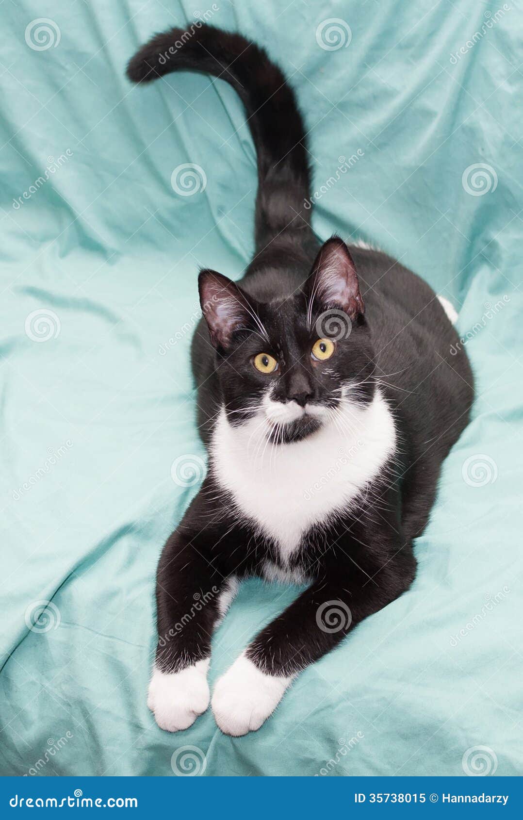 Chat Noir Et Blanc Se Trouvant Sur Le Fond Vert, Avec Sa Queue Image ...