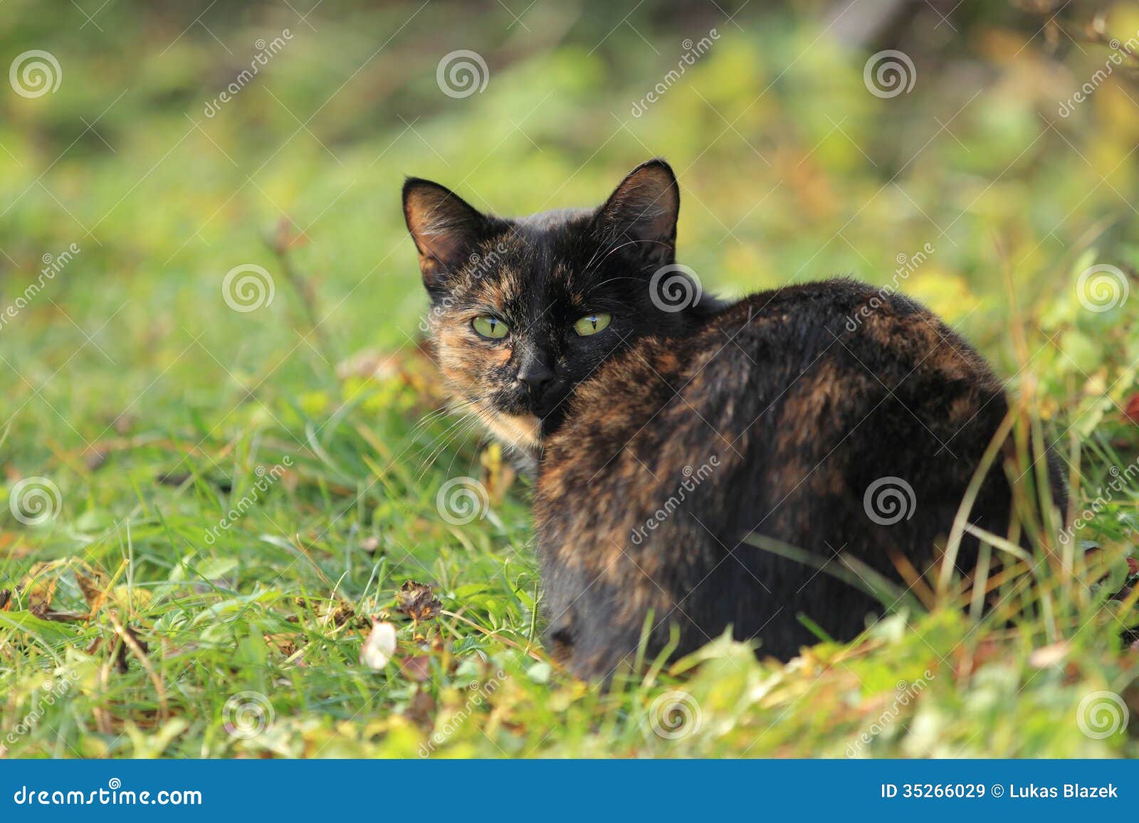 Chat Noir-et-brun image stock. Image du noir, regarder - 35266029