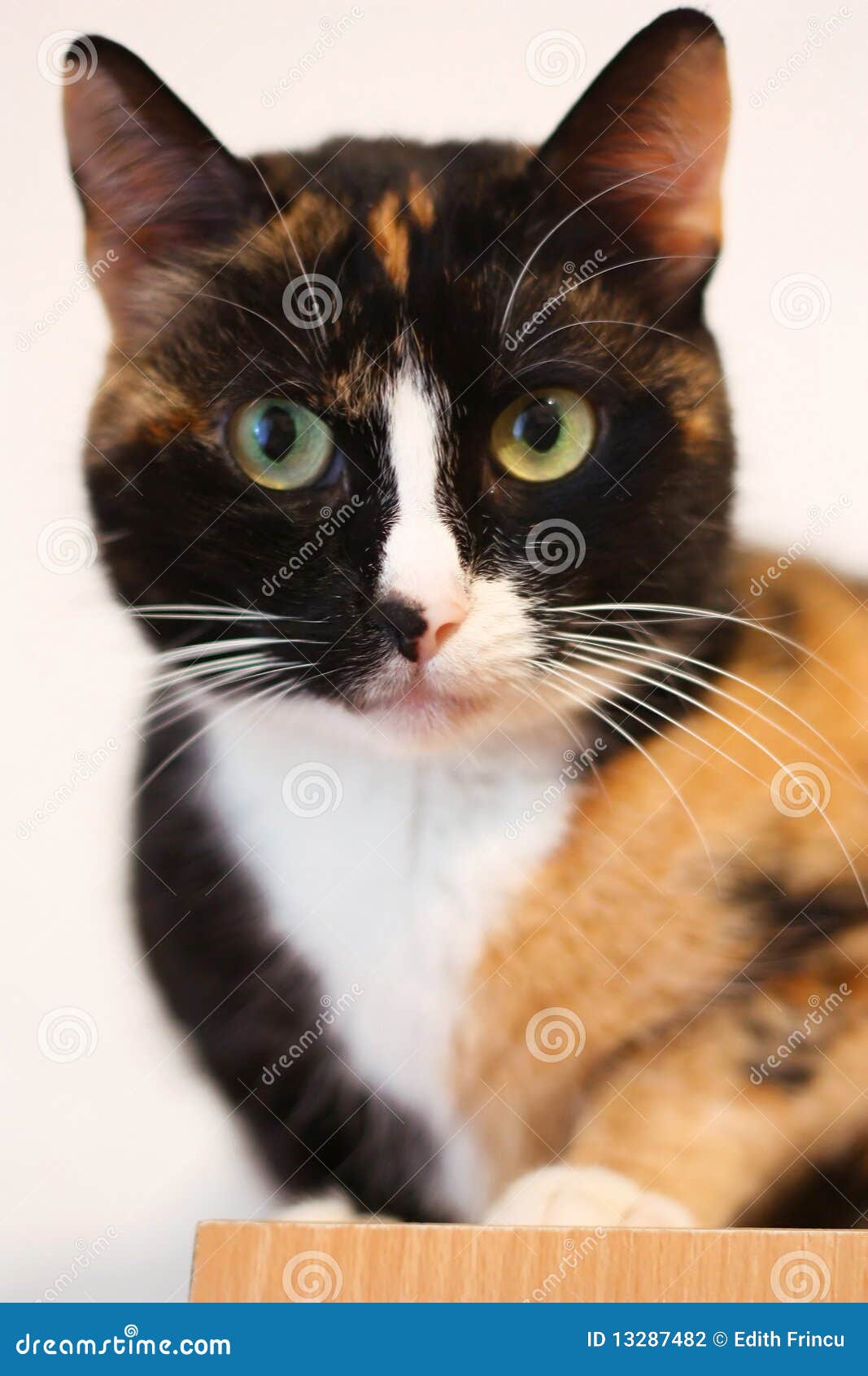 Chat noir et orange photo stock. Image du chat, vert - 13287482