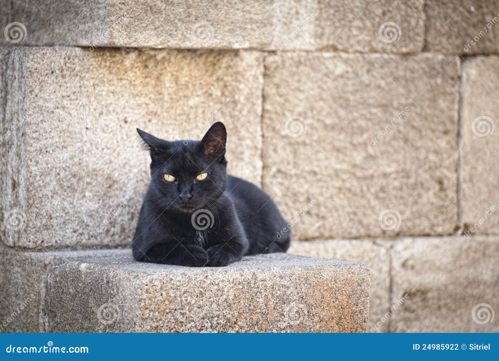 Chat Noir Grec De Beautoful Photo stock - Image du rhodes, grèce: 24985922