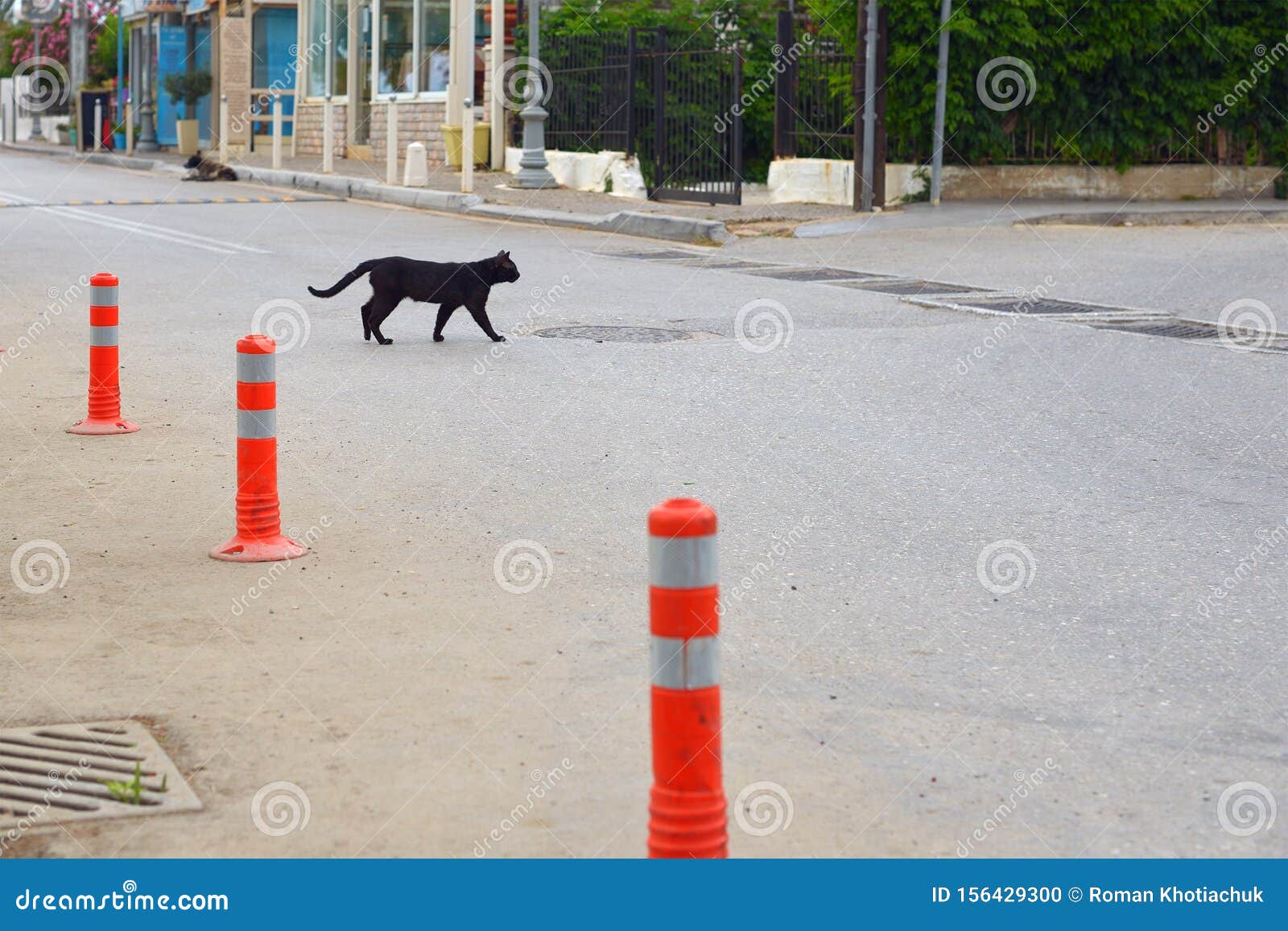 Chat Noir Traversant La Route Photo stock - Image du ville, collet ...