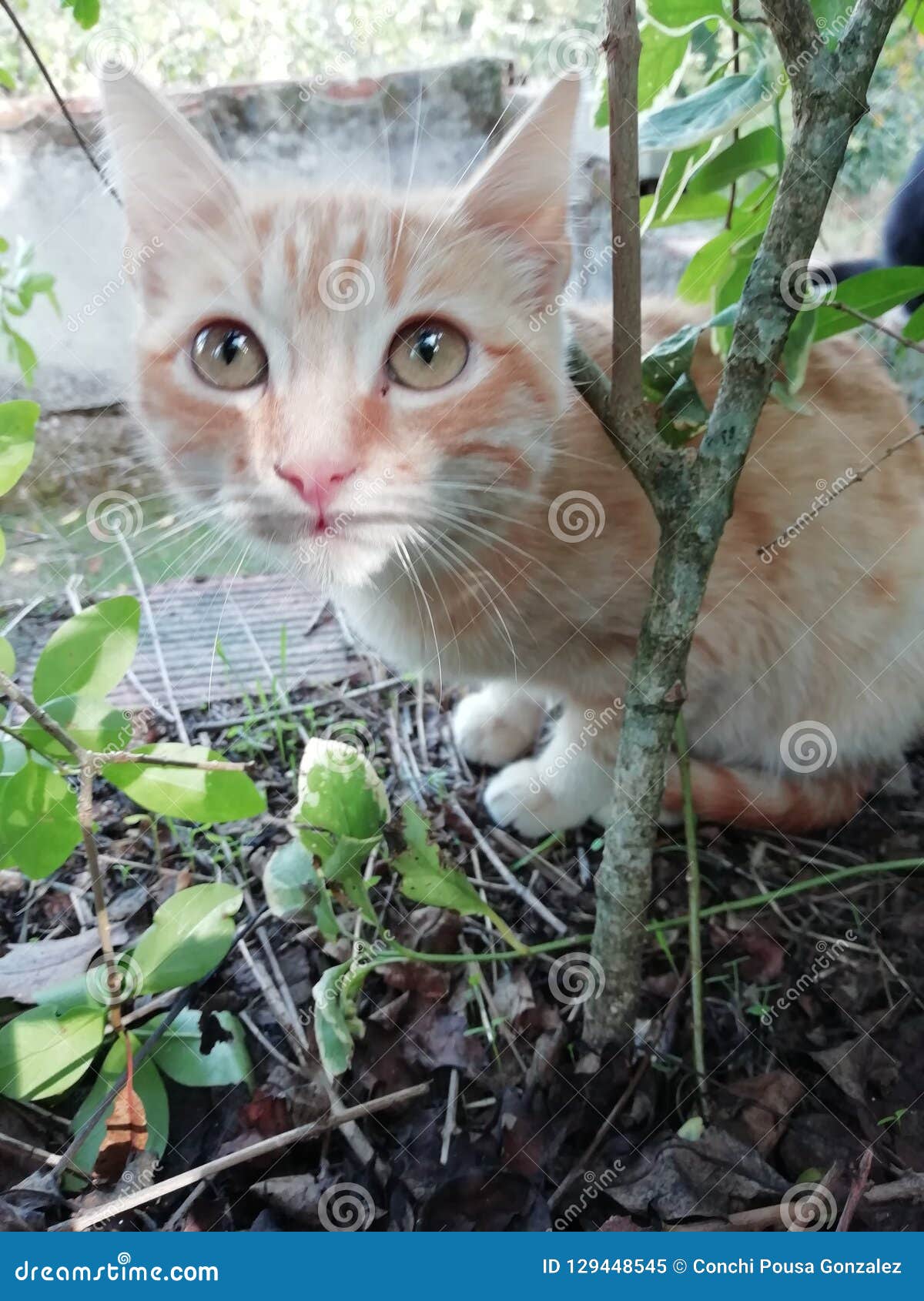 Chat orange image stock. Image du blanc, brun, chat - 129448545