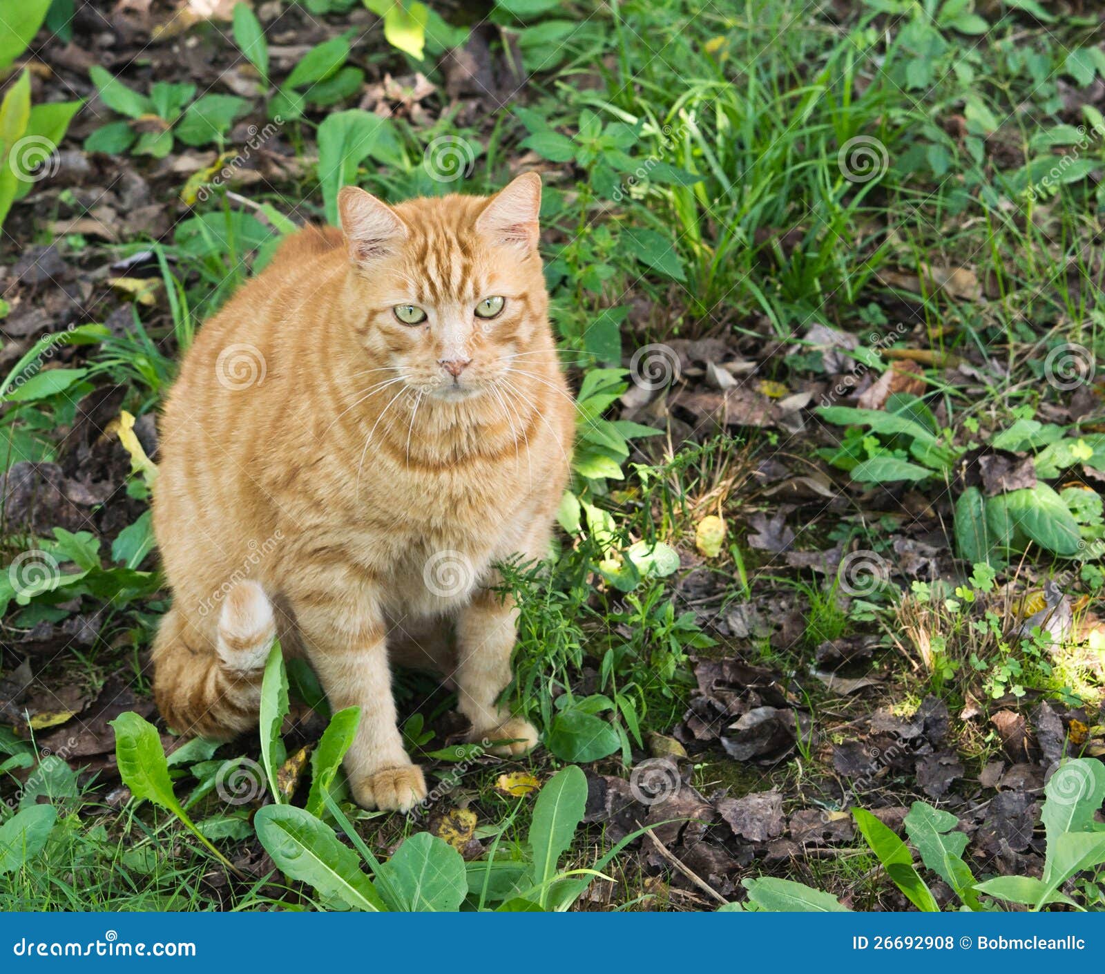 Chat orange photo stock. Image du domestiqué, chat, minou - 26692908