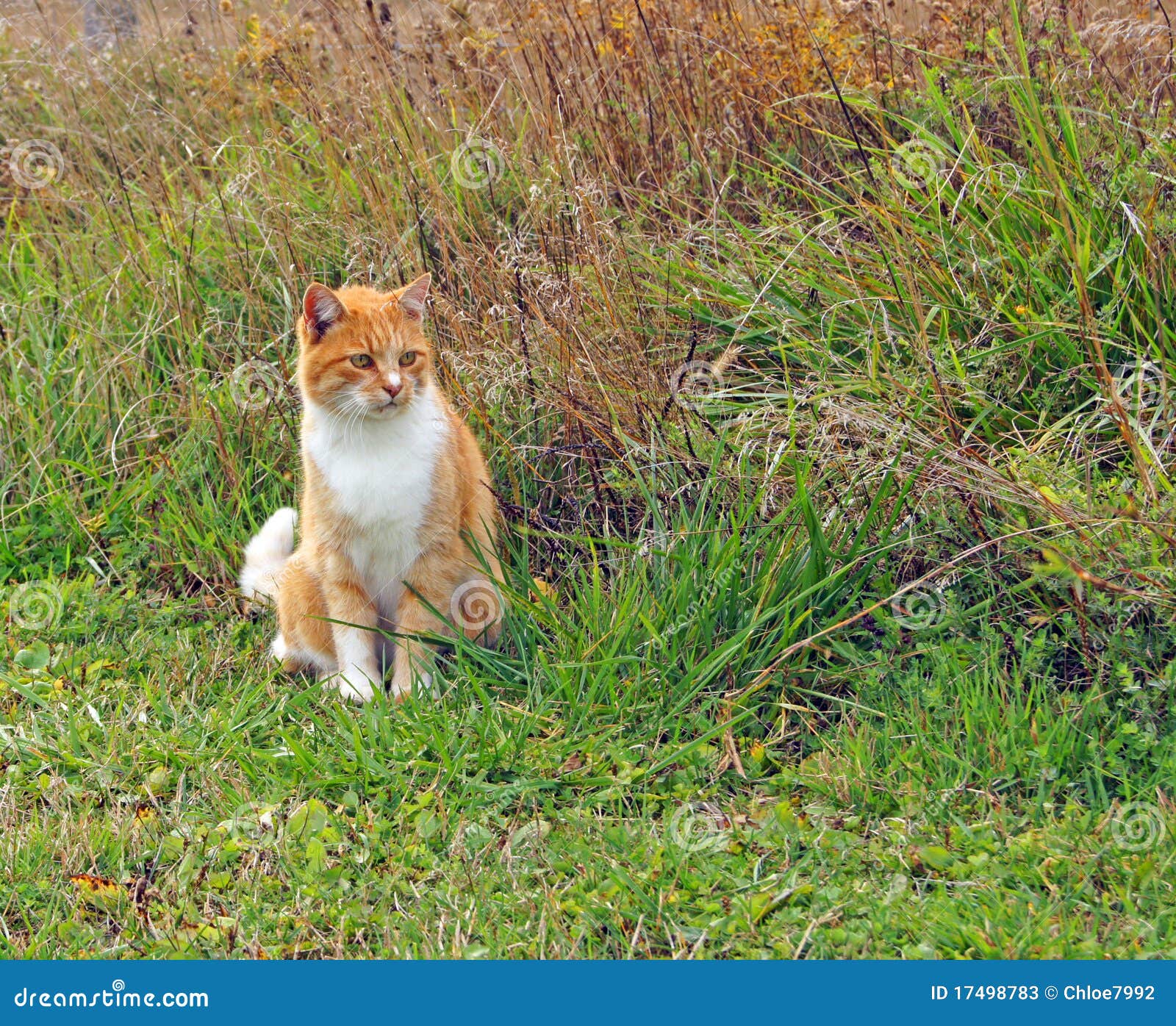 Chat orange de ferme image stock. Image du félin, chat - 17498783