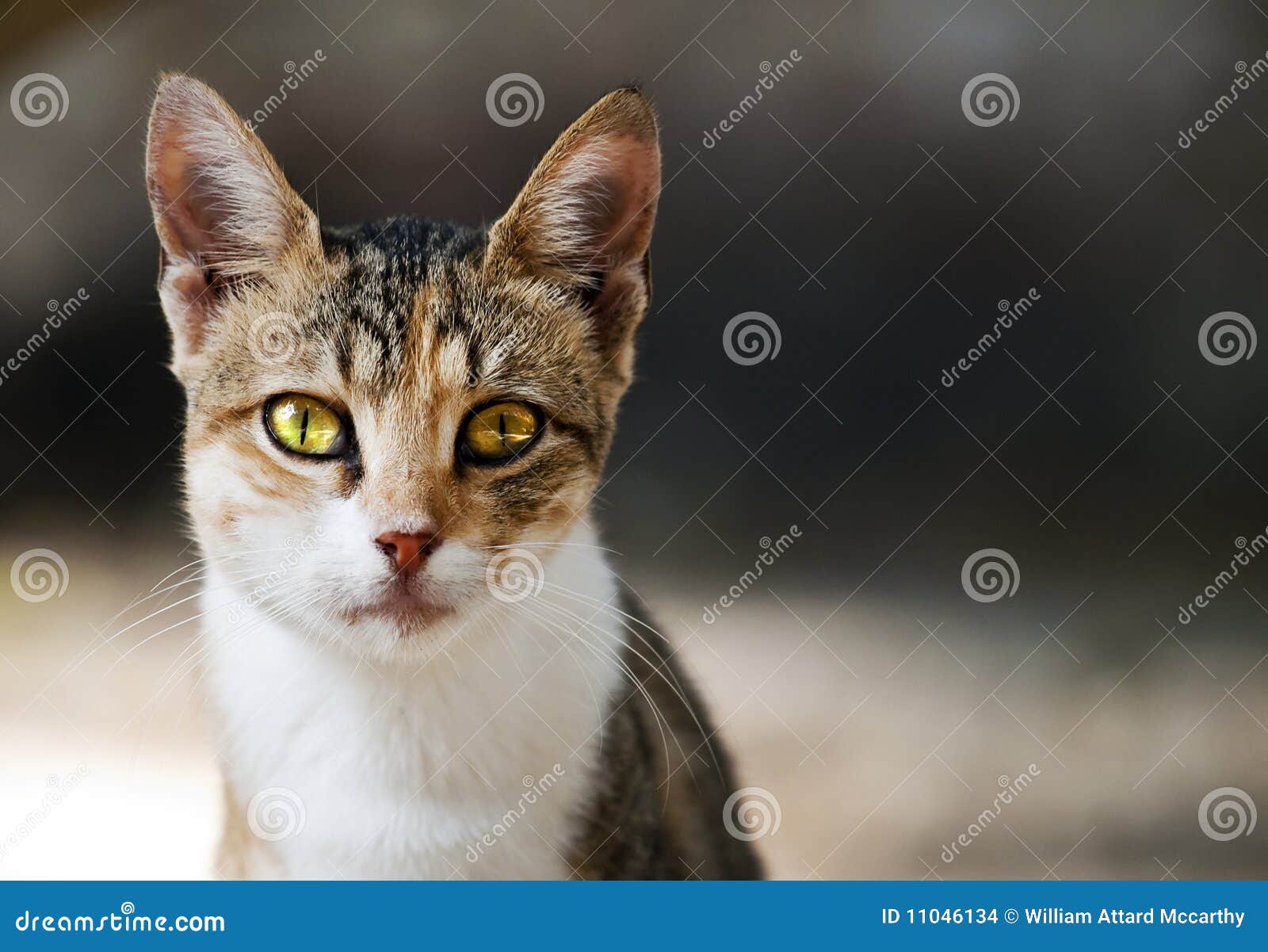 Chat parasite photo stock. Image du visage, mignon, verticale - 11046134