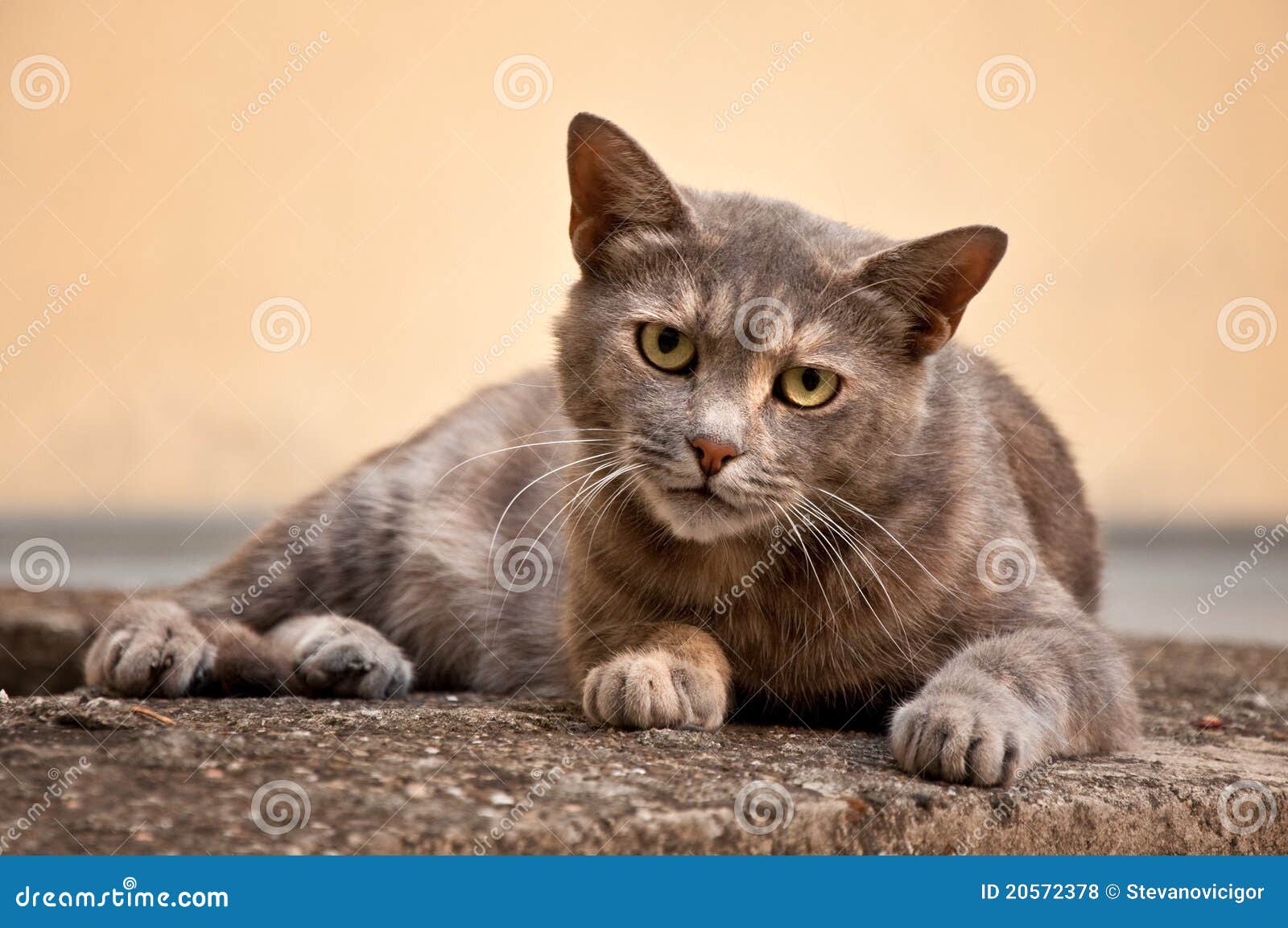 Chat parasite photo stock. Image du briller, chat, alerte - 20572378