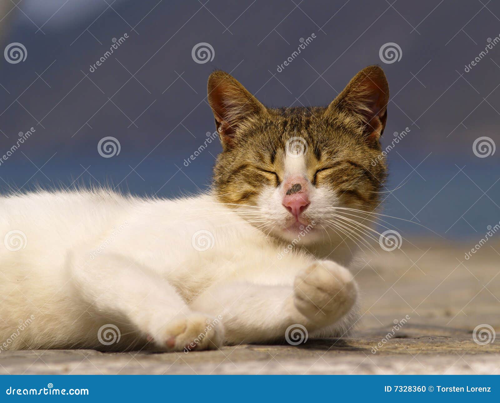 Chat parasite photo stock. Image du cicatrice, grèce, chat - 7328360