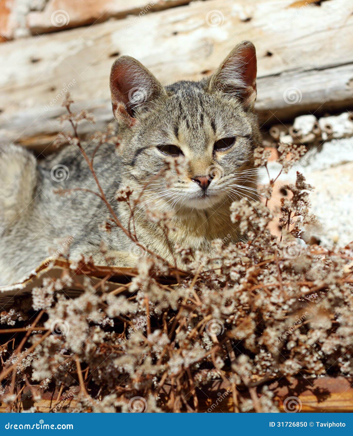 Chat paresseux mignon photo stock. Image du paresseux - 31726850