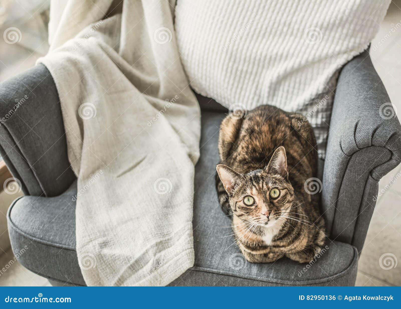 Chat Perplexe Sur Le Fauteuil Confortable Photo stock - Image du laines ...