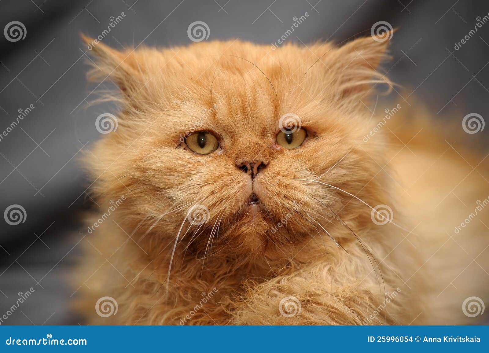 Chat persan roux photo stock. Image du mignon, fourrure - 25996054