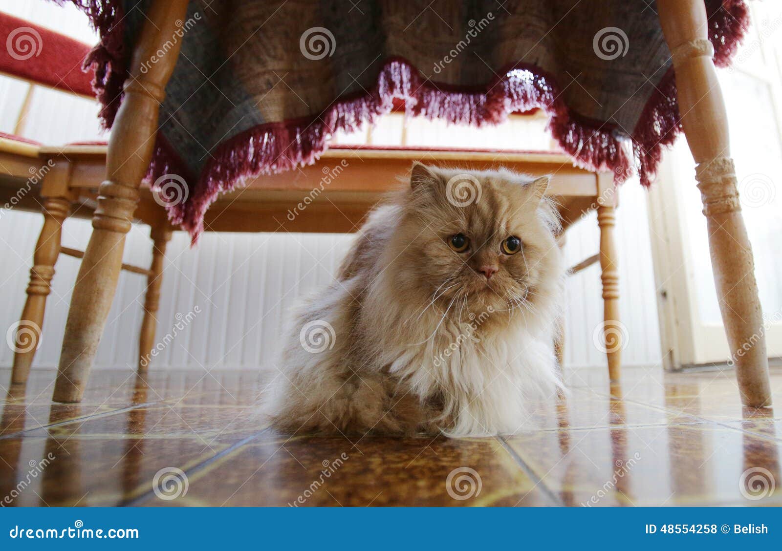 Chat persan sous la table photo stock. Image du présidence - 48554258