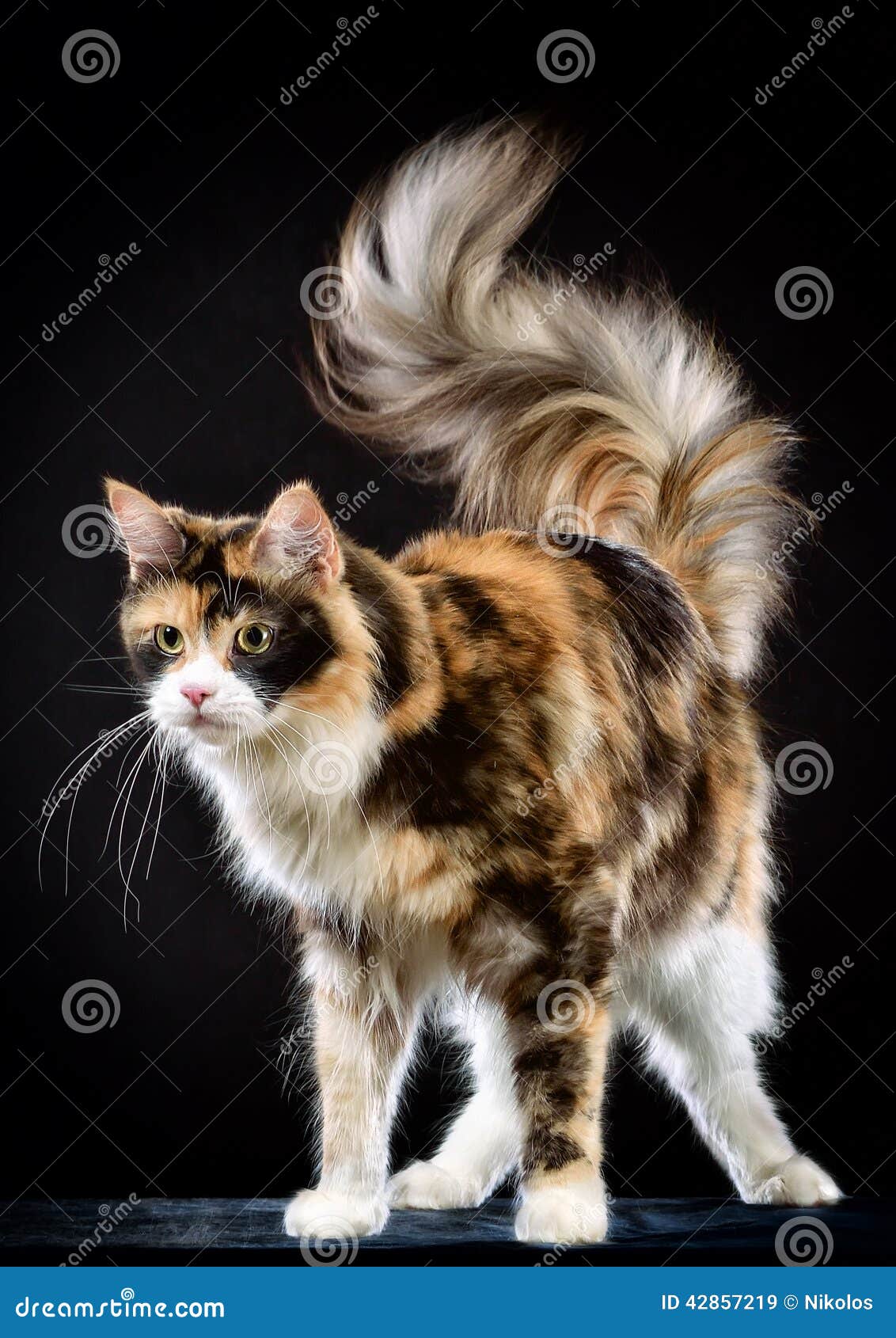 Chat Race - Maine Coon image stock. Image du animaux - 42857219