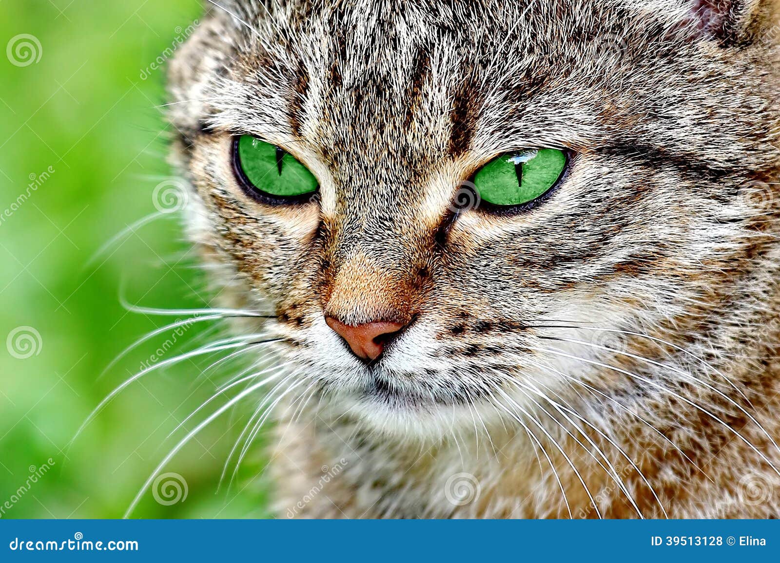 Chat Rayé Avec Les Yeux Verts Photo stock - Image du chat, minou: 39513128