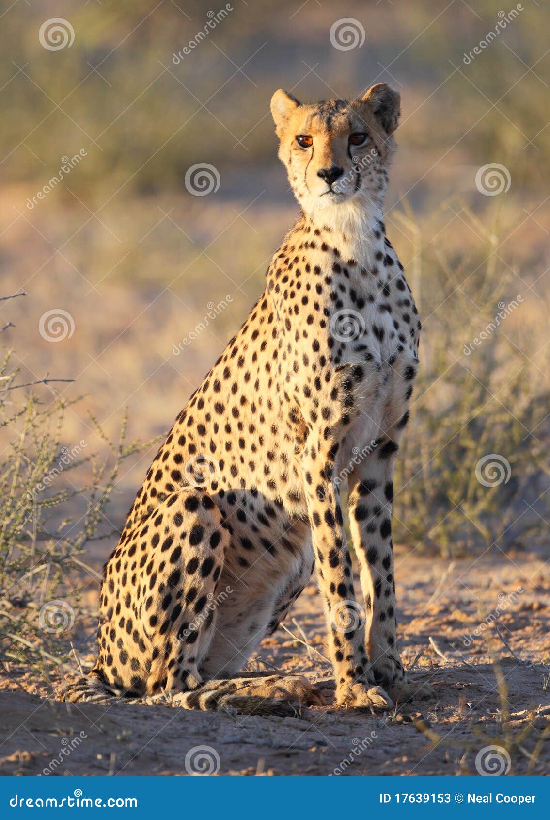 Chat Repéré Jeune Par Guépard Image stock - Image of chasseurs, jeune ...