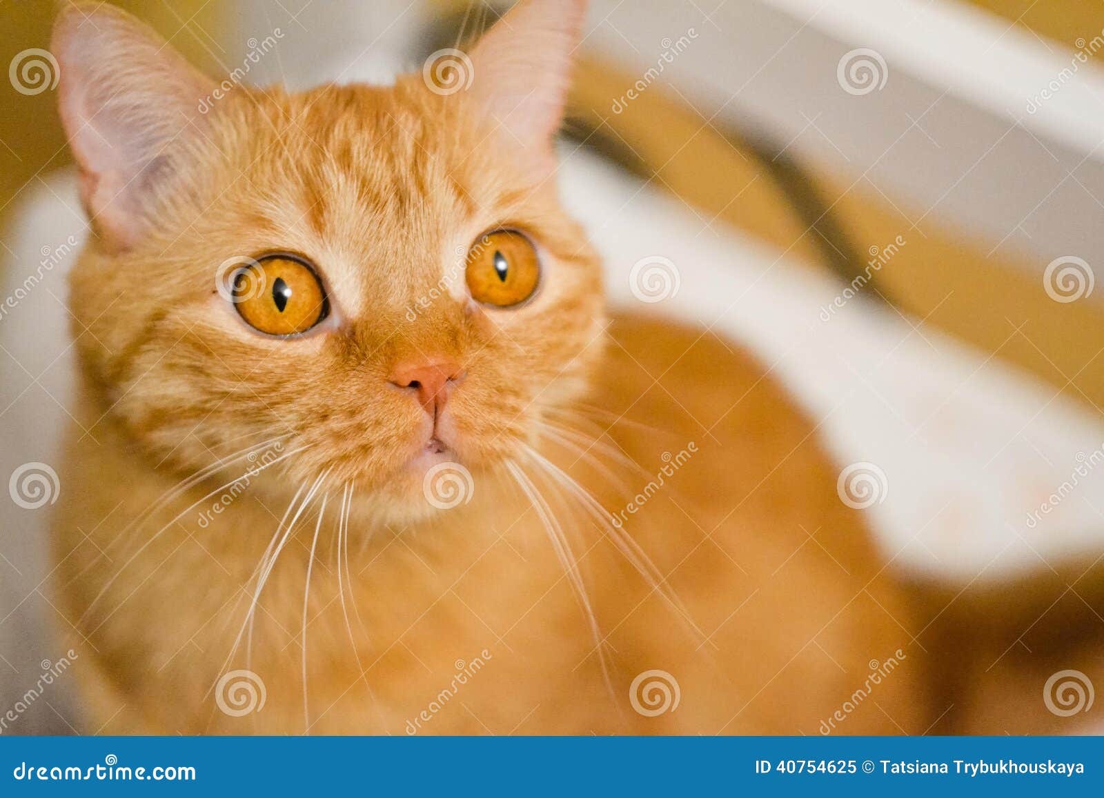 Chat rouge image stock. Image du yeux, animal, soleil - 40754625