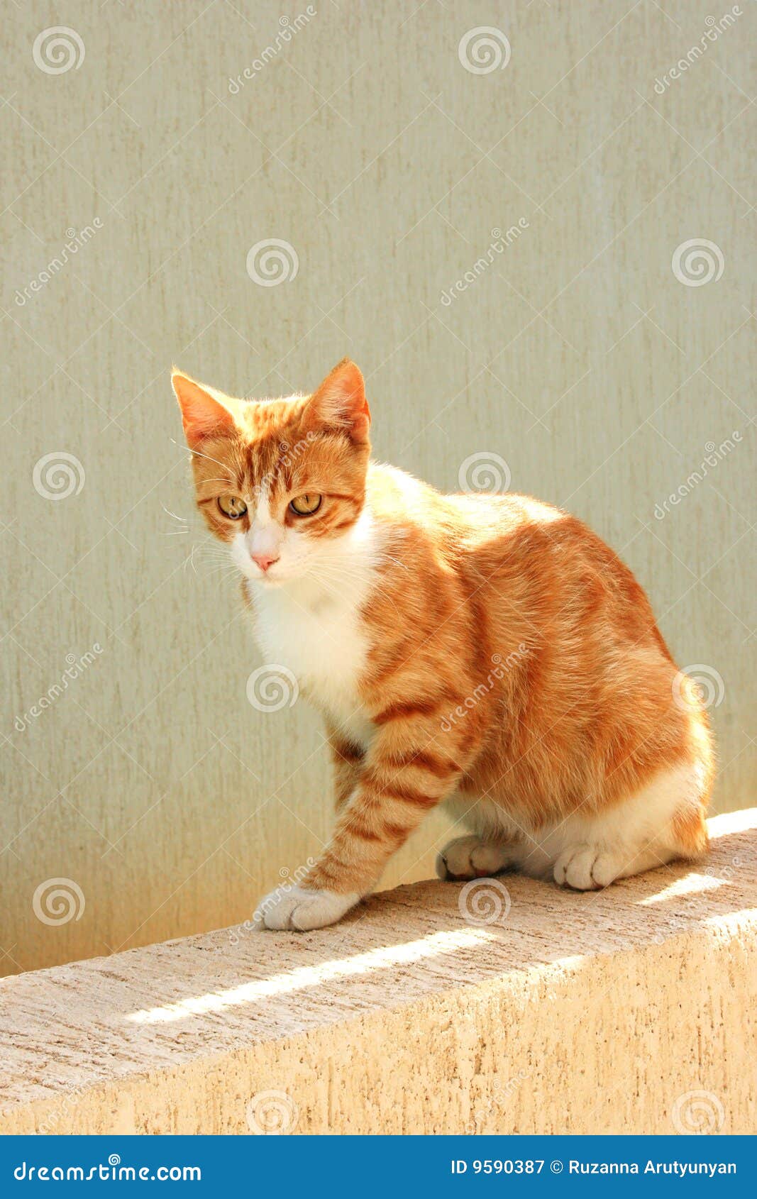 Chat rouge image stock. Image du rouge, chat, adorable - 9590387