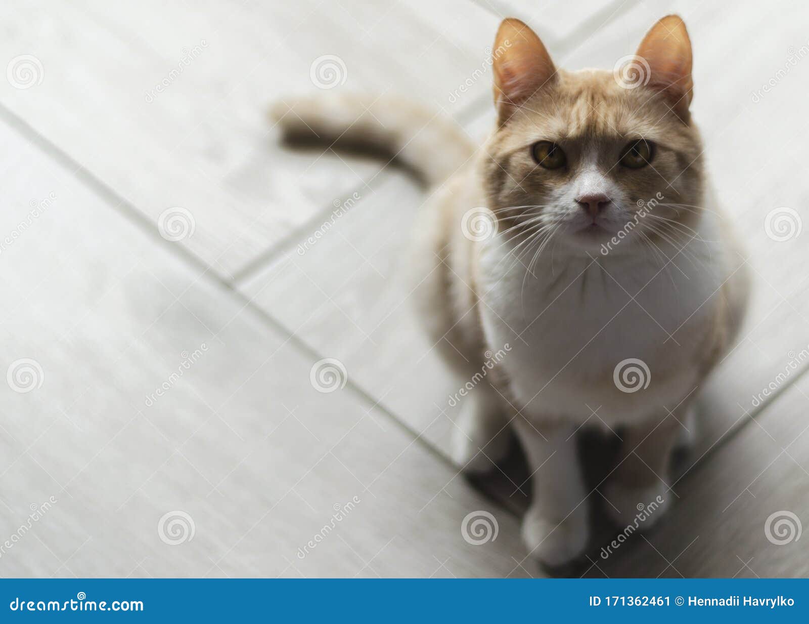 Chat Rouge Avec Des Taches Blanches Image stock - Image du chaton ...