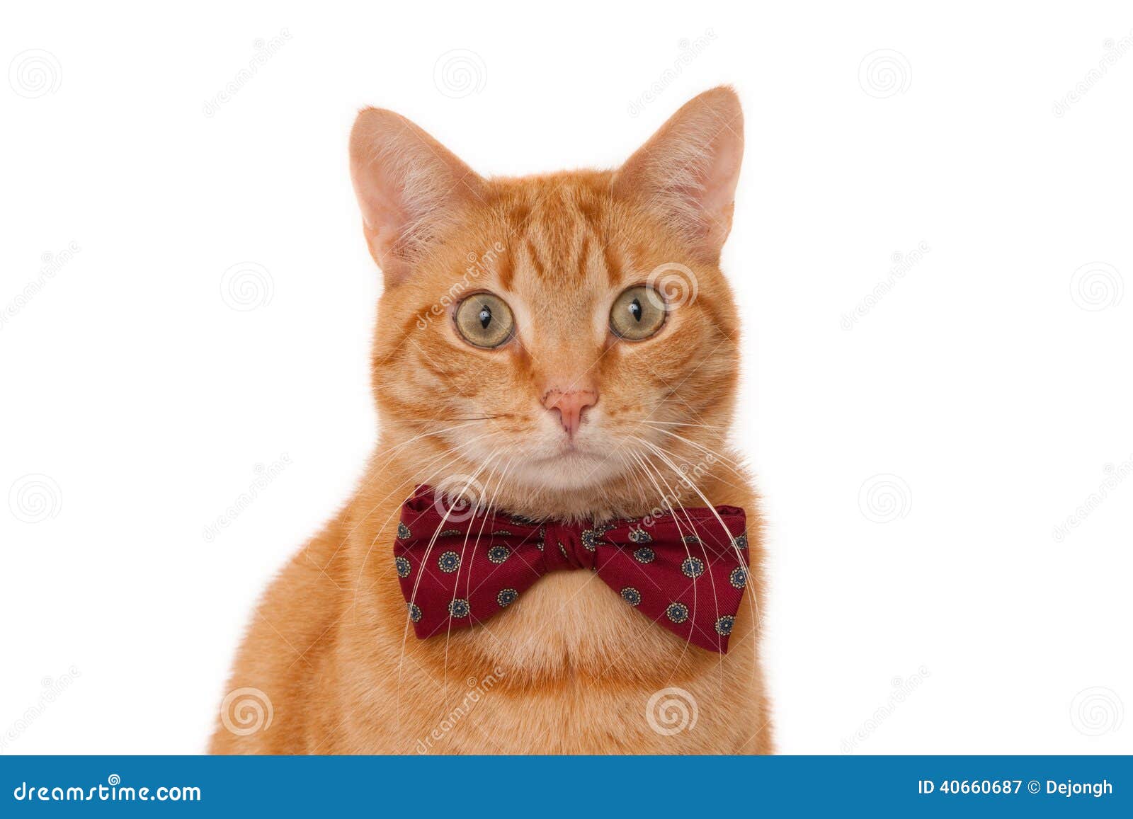 Chat Rouge Avec Le Noeud Papillon Image stock - Image du dîner ...