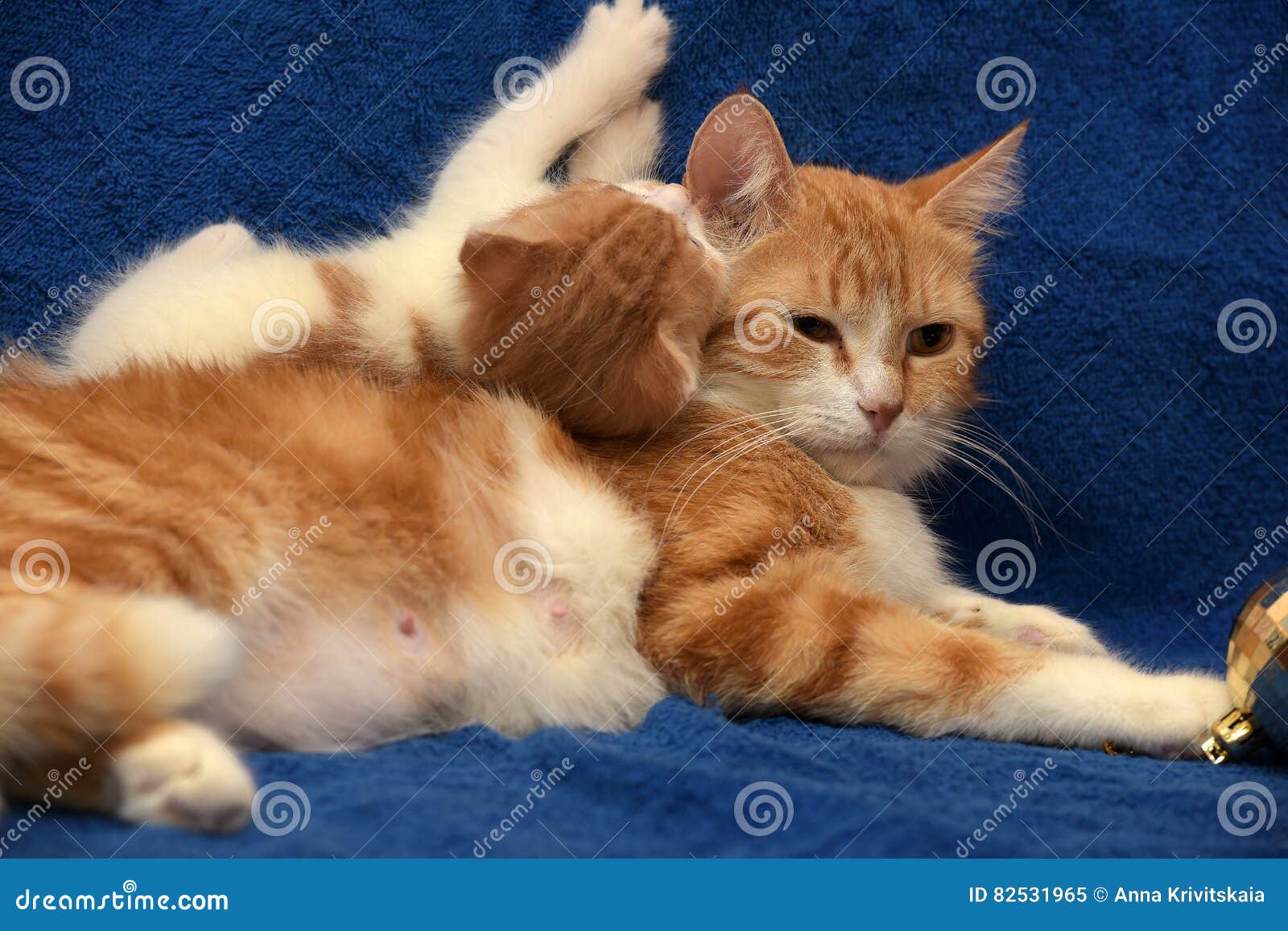 Chat rouge avec un chaton image stock. Image du pelucheux - 82531965