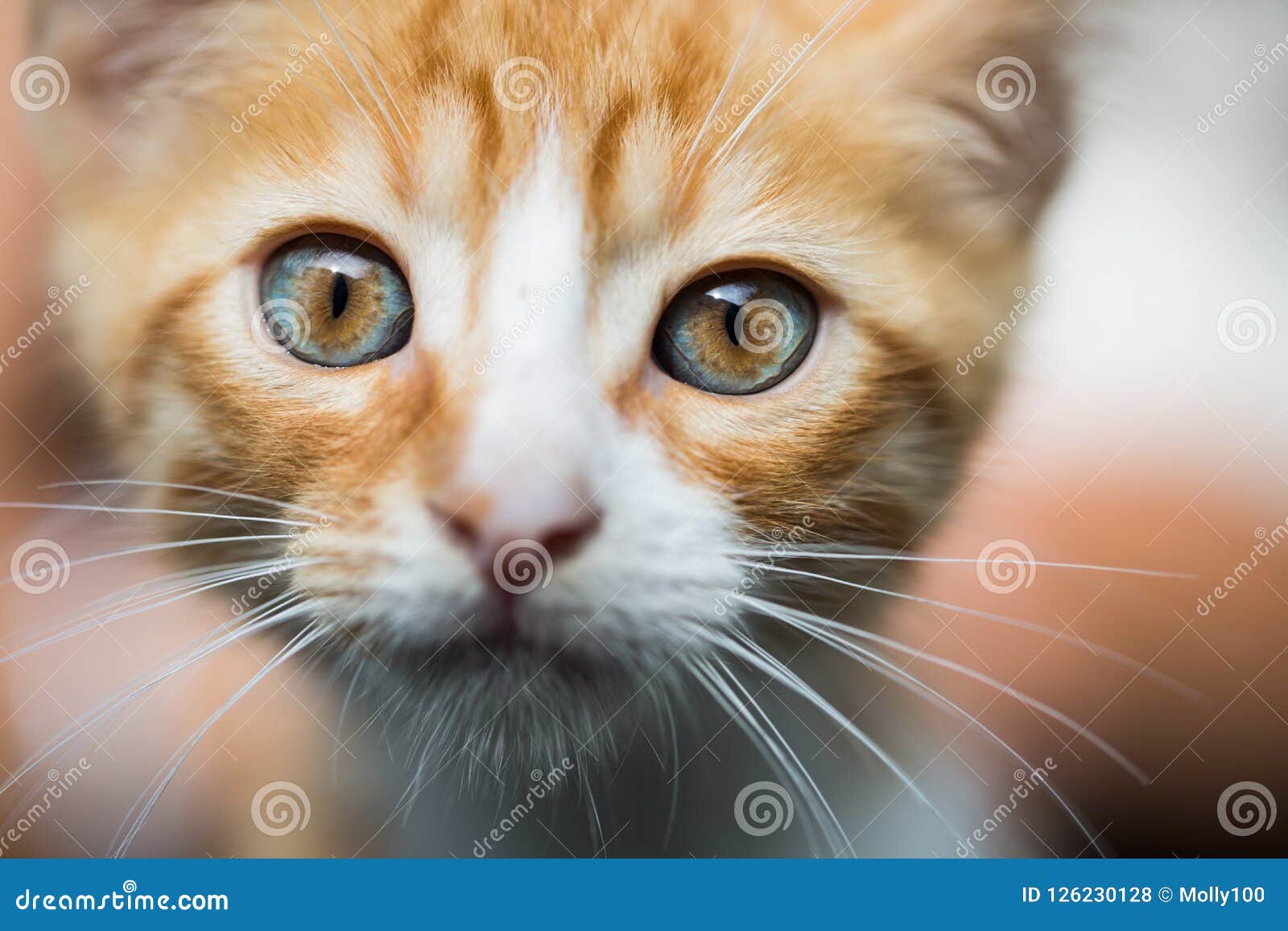 Chat Rouge De Bébé, Visage De Bébé, Chat Rouge, Portrait De Chat Photo ...