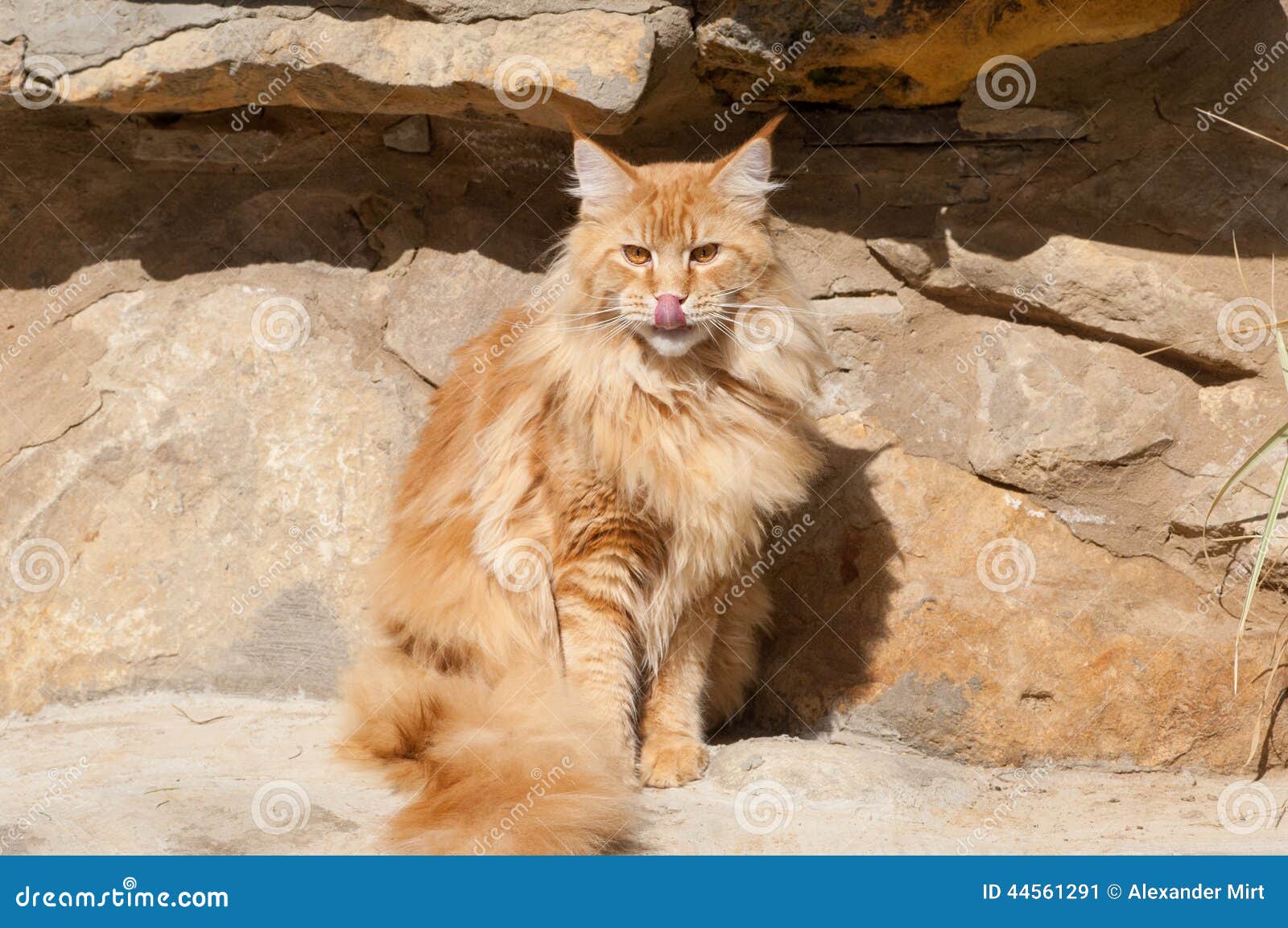 Chat Rouge De Maine Coon Sur Des Roches Image stock - Image du sain ...