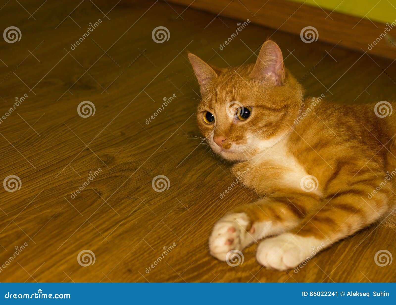 Chat Rouge Domestique Mignon Sur Un Plancher Image stock - Image du ...