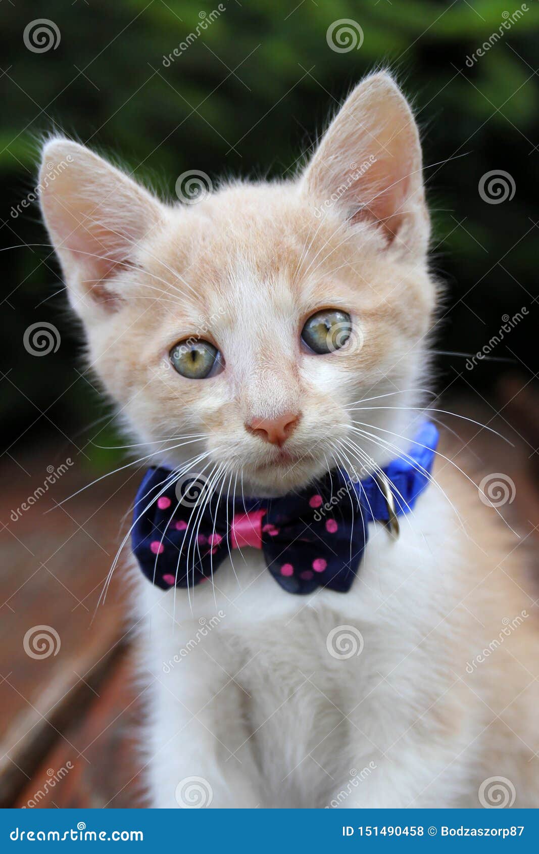 Chat Rouge Mignon Avec Le Lien Photo stock - Image du mignon, chaton ...
