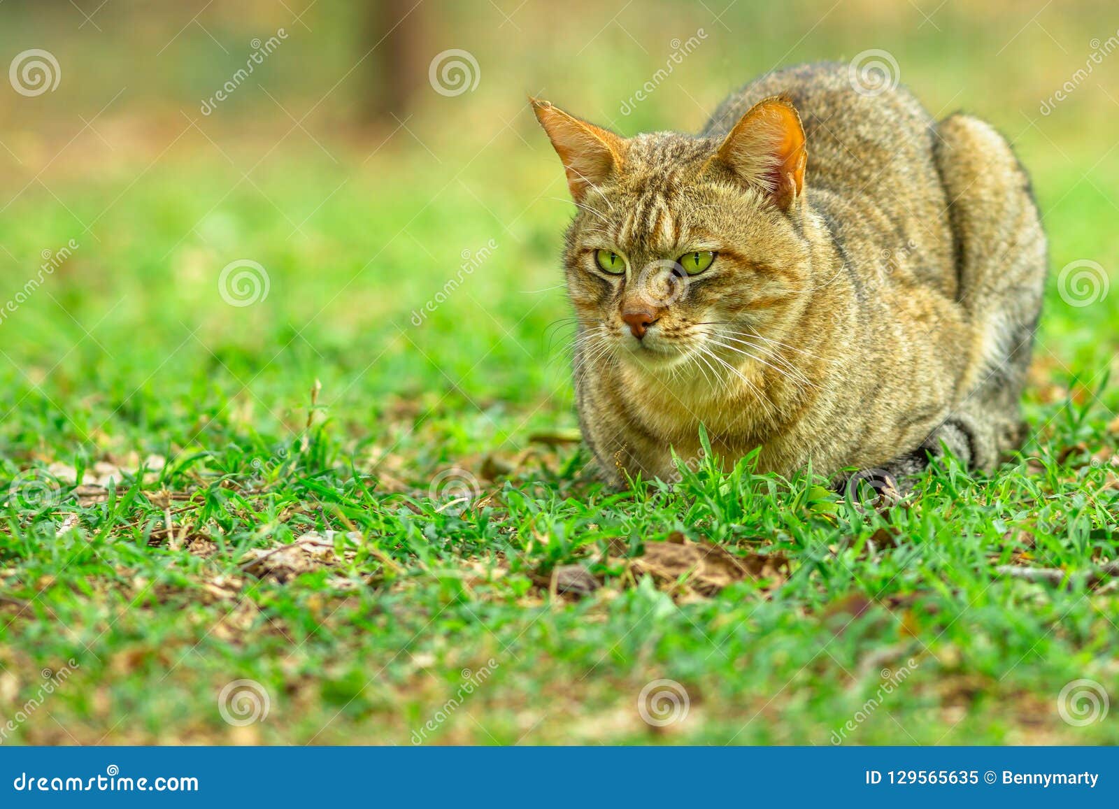 Chat sauvage africain image stock. Image du normal, bush - 129565635