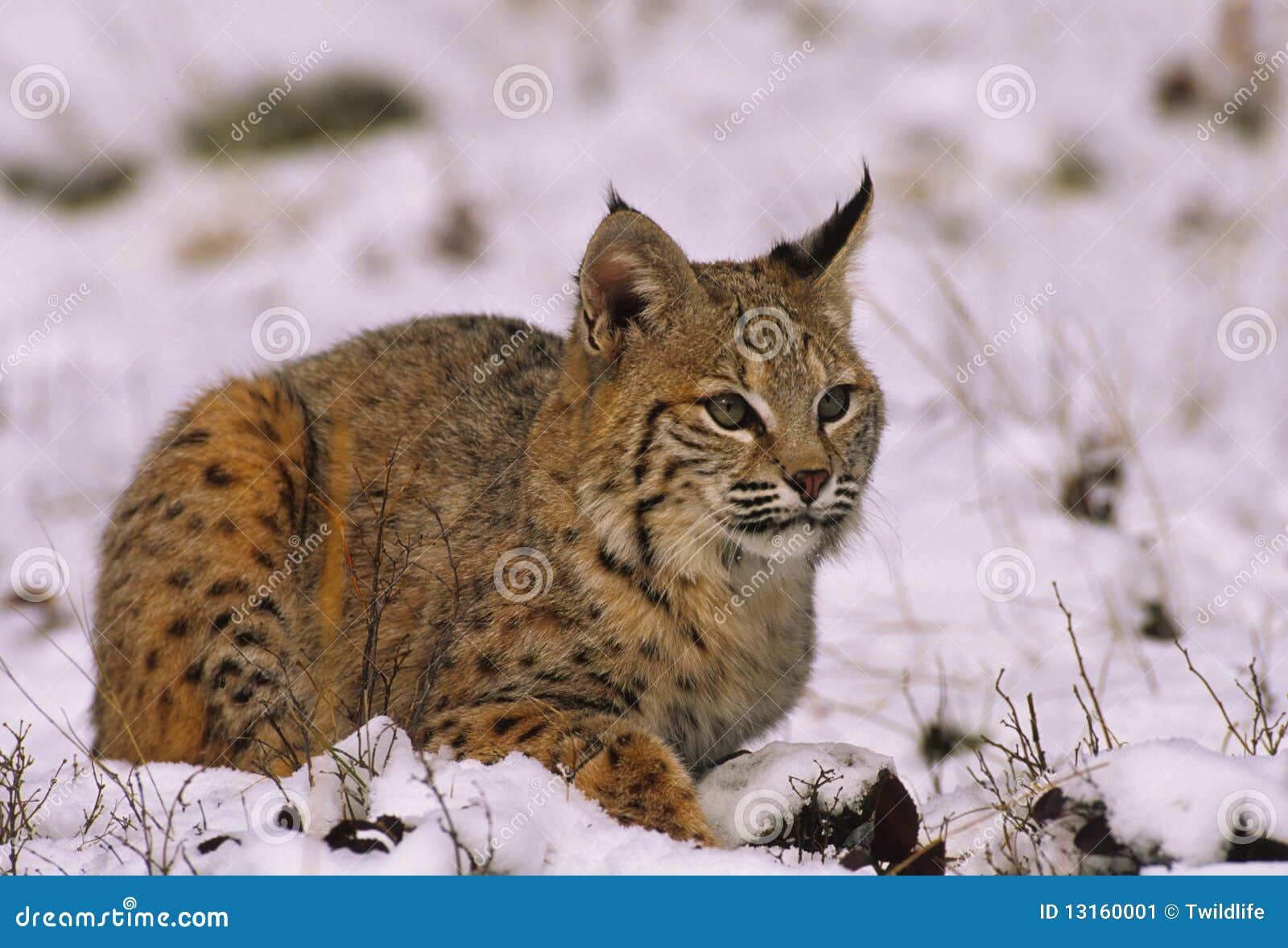 Chat sauvage en hiver image stock. Image du hiver, faune - 13160001
