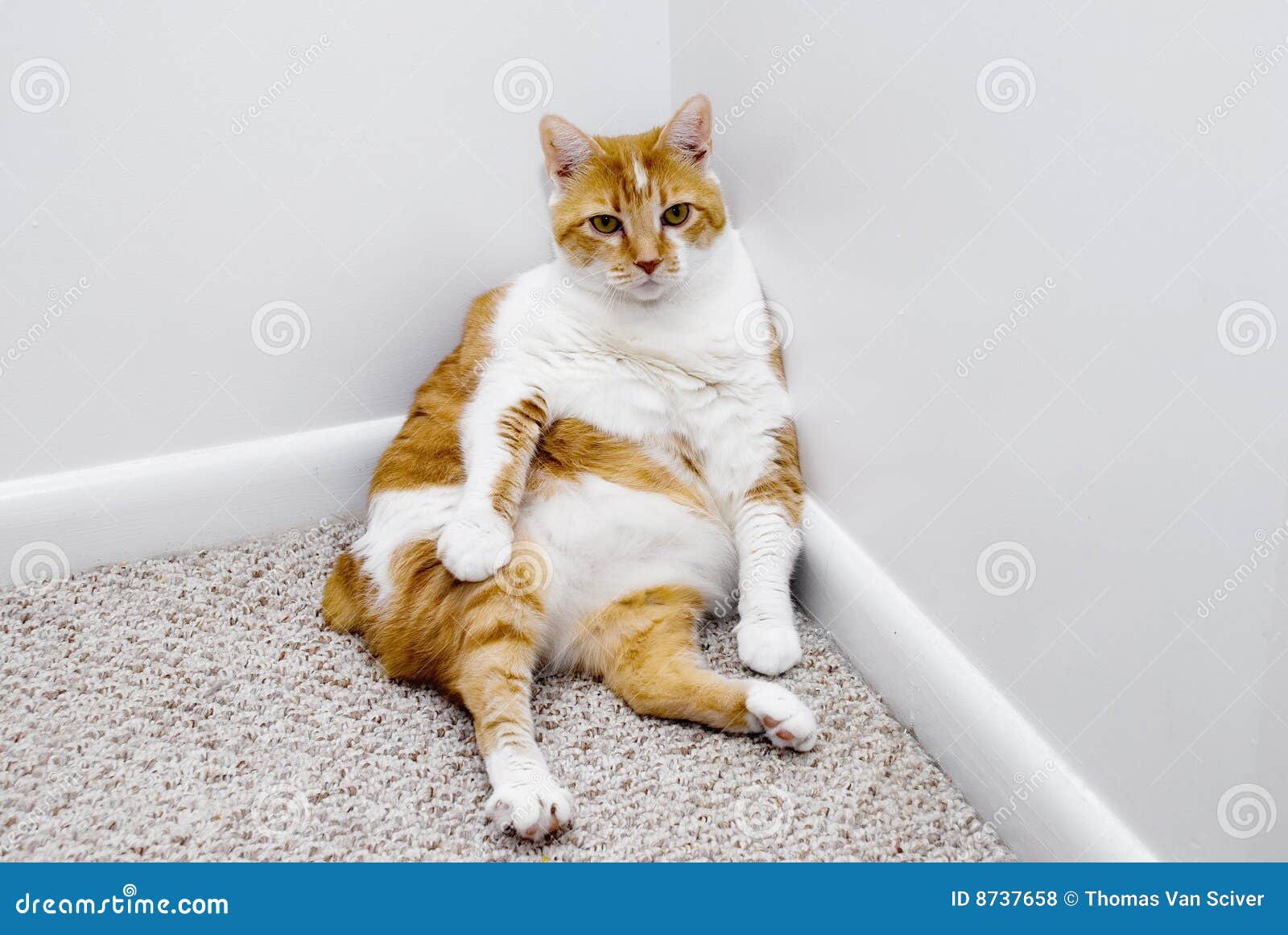 Chat Se Reposant Dans Le Coin Photo stock - Image du satisfait, gros ...