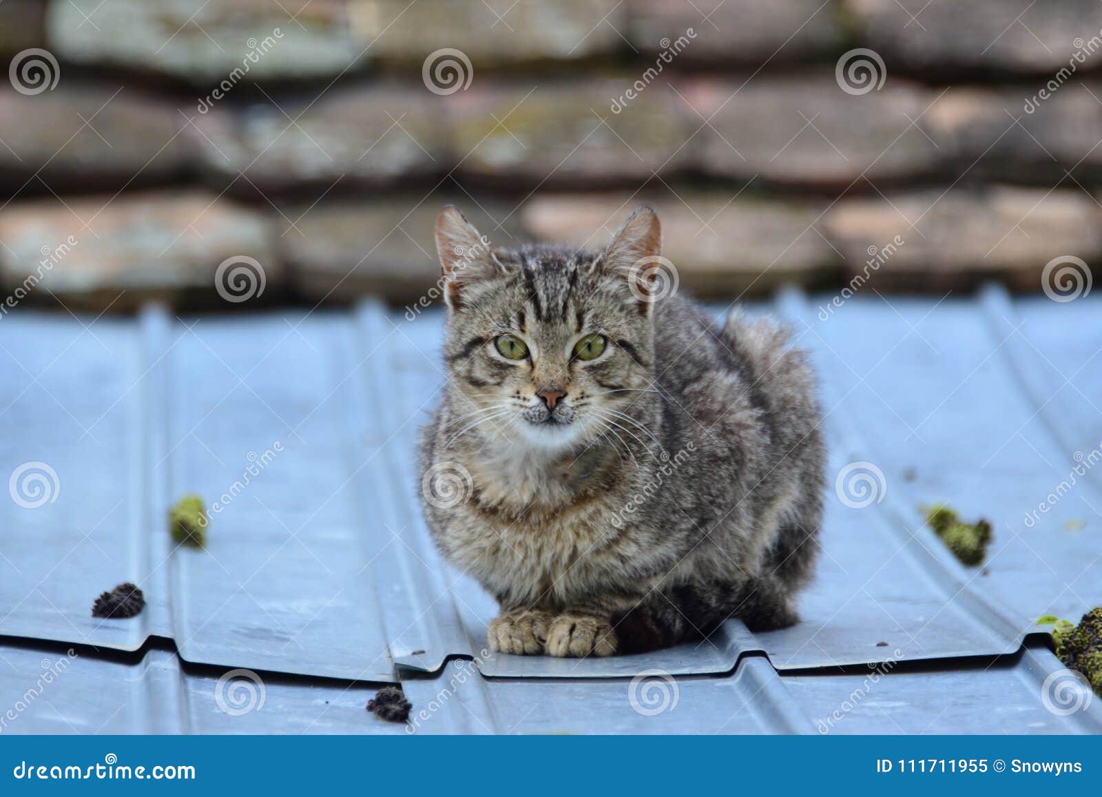 Chat Se Trouvant Sur Un Toit Image stock - Image du chaud, reste: 111711955