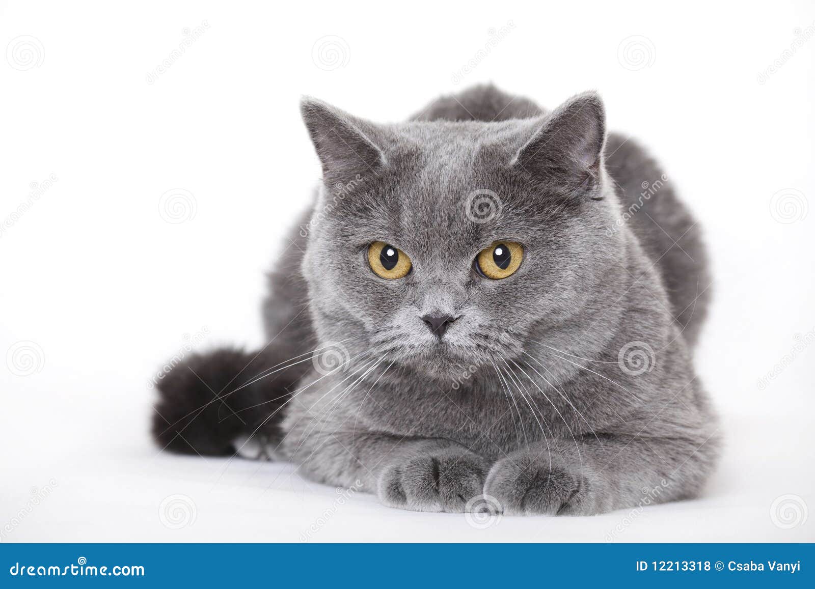 Chat, Shorthair Britannique Photo stock - Image du minou, britannique ...