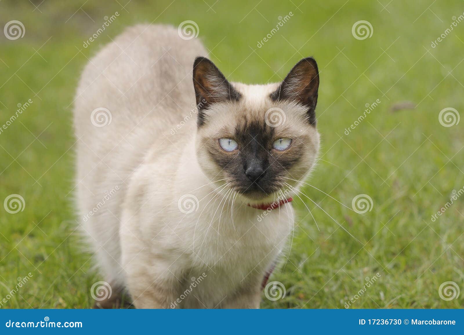 Chat siamois photo stock. Image du mammifères, pets, chats - 17236730