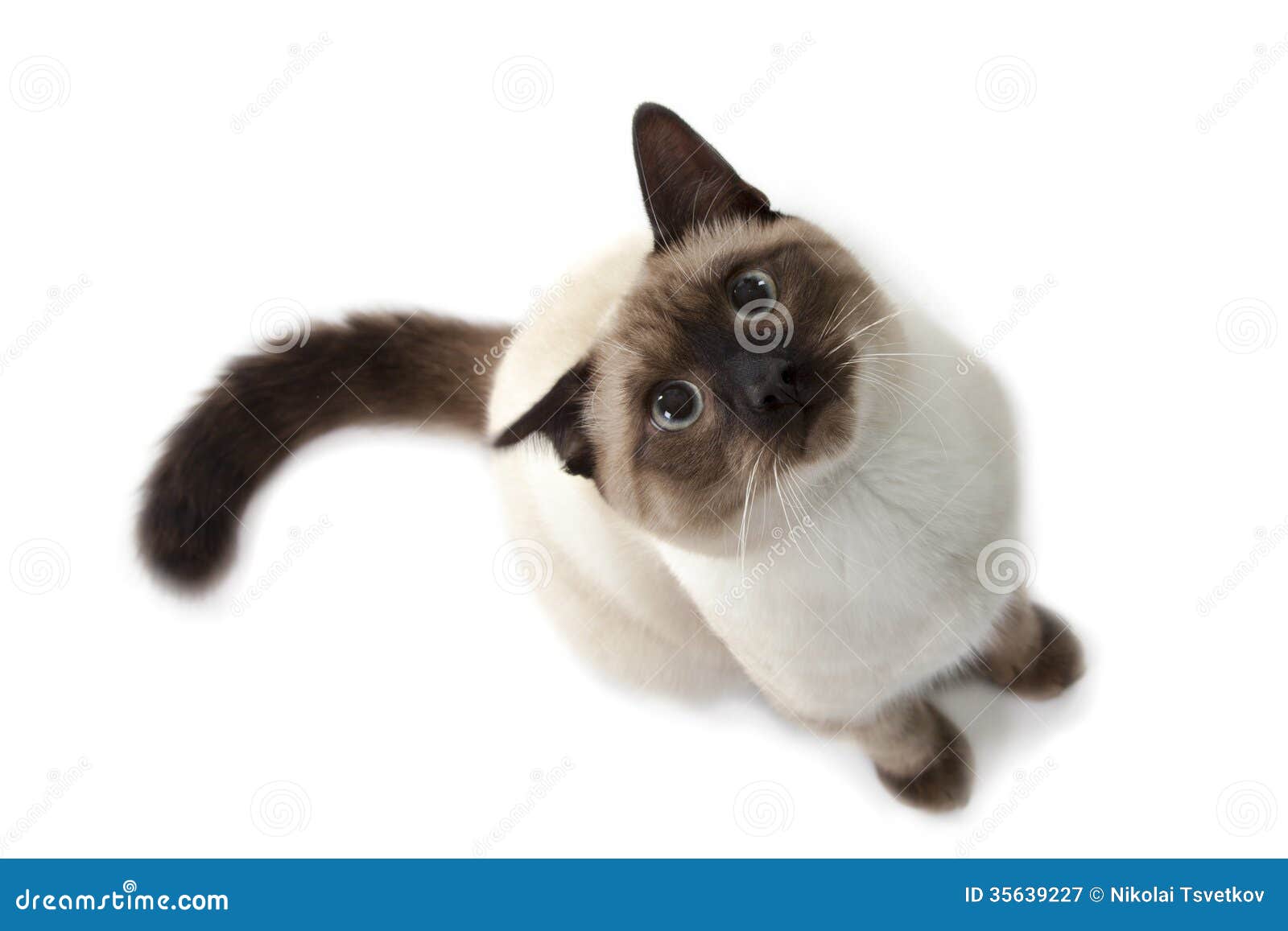 Chat siamois image stock. Image du murmure, félin, chat - 35639227