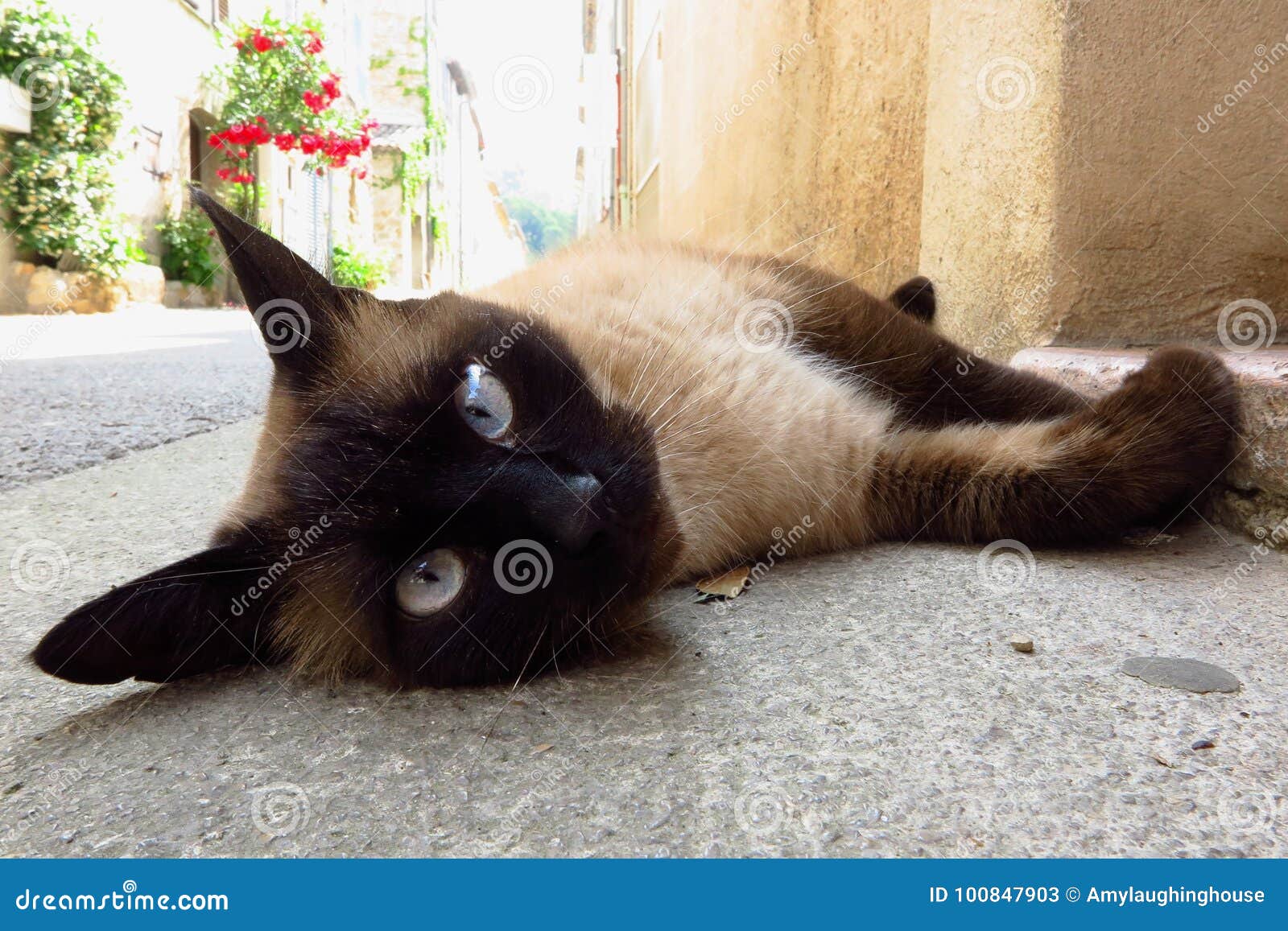 Chat Siamois De Point De Joint Se Couchant Dehors Image stock - Image ...
